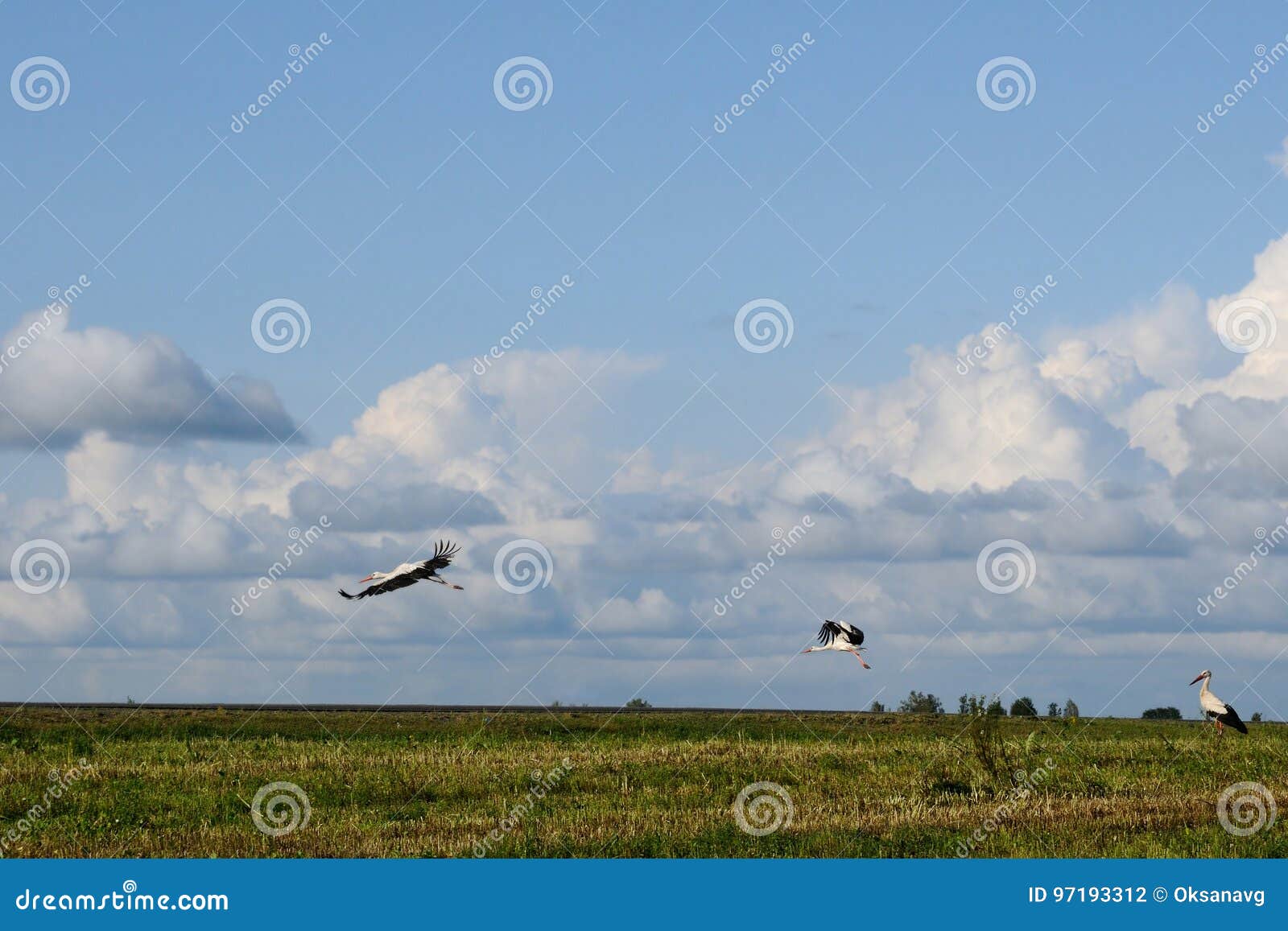 Tres etapas de sacan foto de archivo. Imagen de planta - 97193312