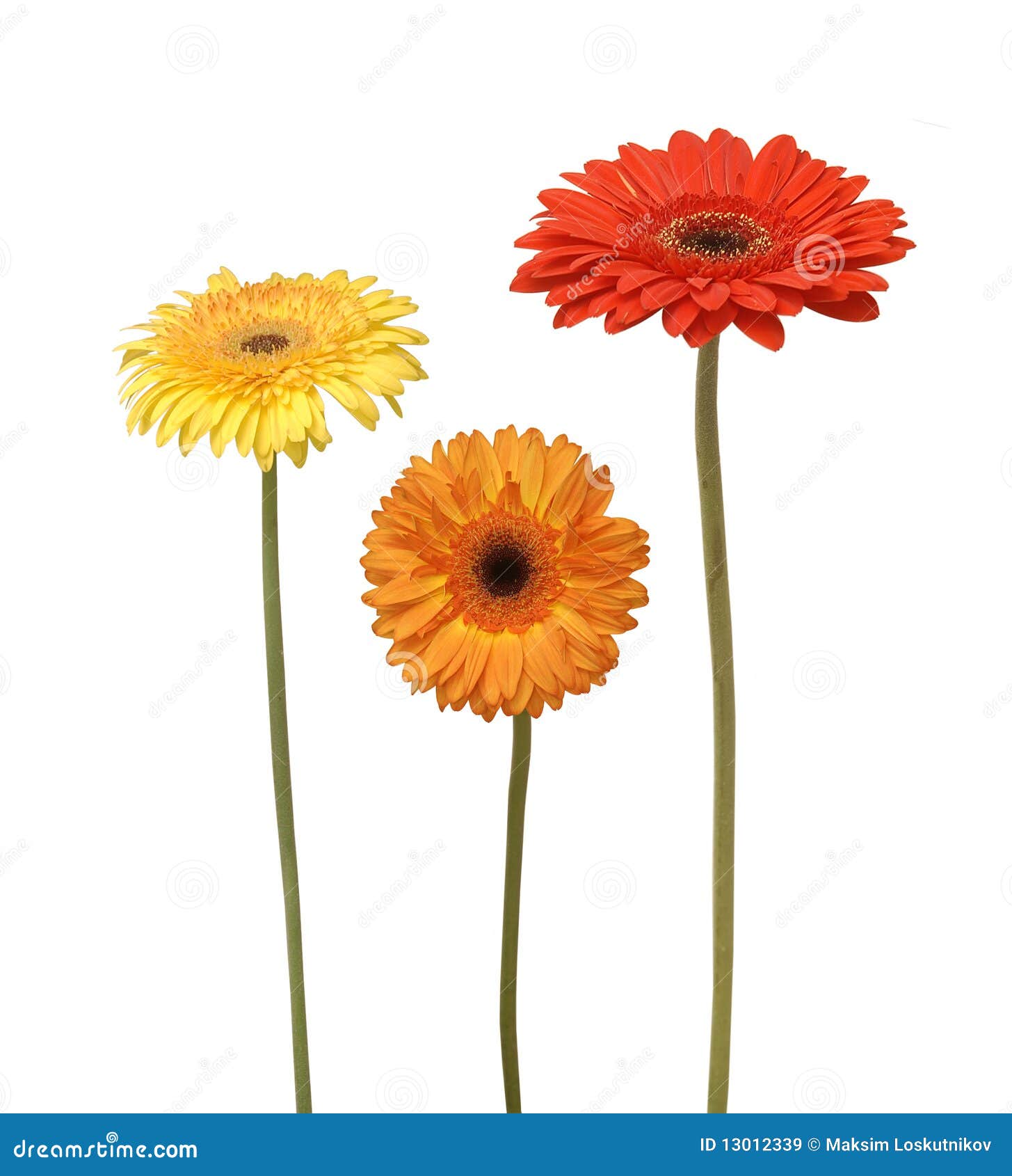 Tres flores imagen de archivo. Imagen de anaranjado, regalo - 13012339