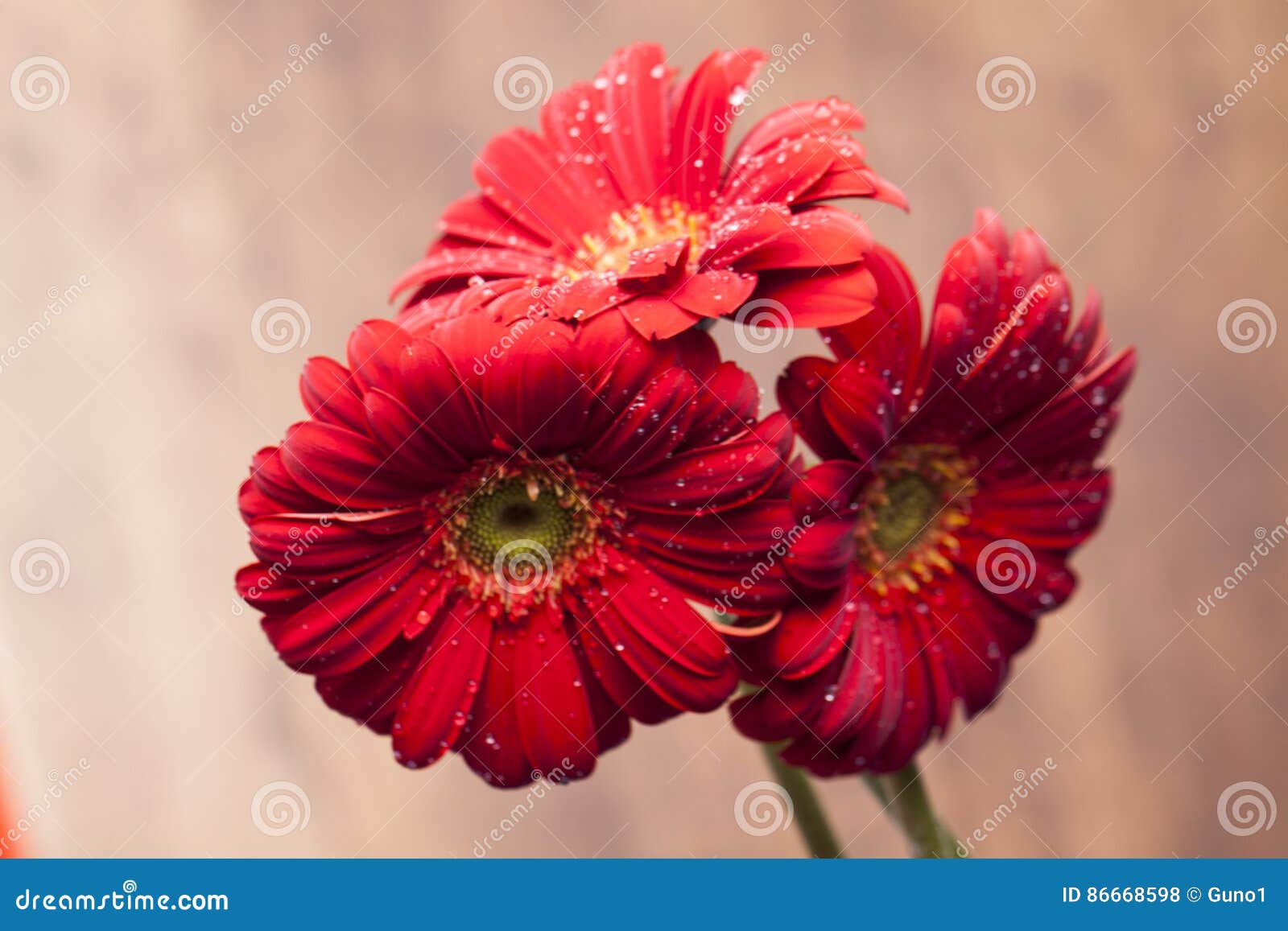 Tres flores rojas hermosas foto de archivo. Imagen de floraciones ...