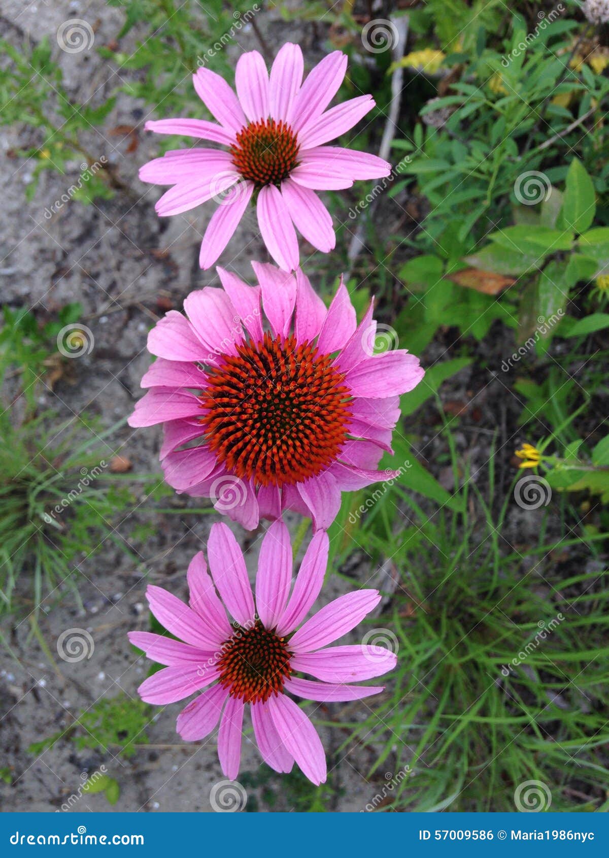 Tres flores rosadas foto de archivo. Imagen de ciudad - 57009586