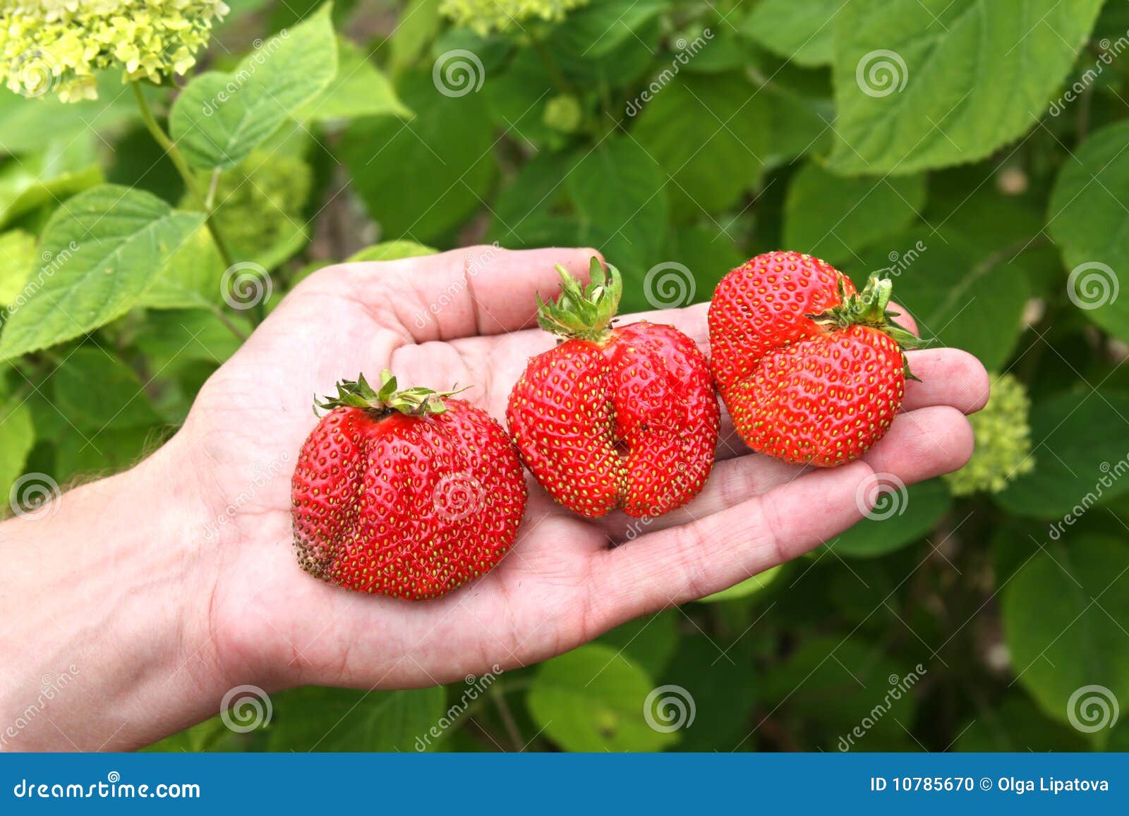 Tres fresas disponibles foto de archivo. Imagen de sano - 10785670