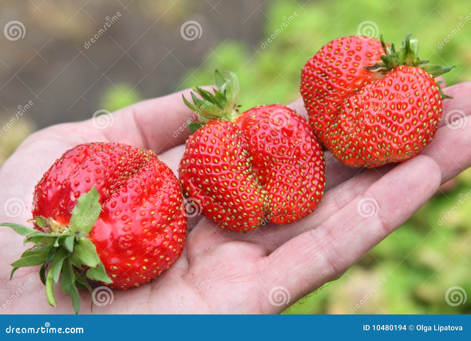 Tres fresas en la mano foto de archivo. Imagen de comer - 10480194