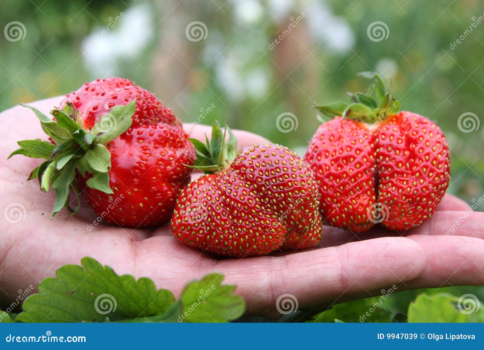 Tres fresas en la mano imagen de archivo. Imagen de alimento - 9947039