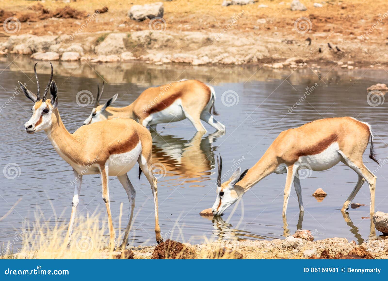Tres gacelas en la piscina imagen de archivo. Imagen de gazolina - 86169981