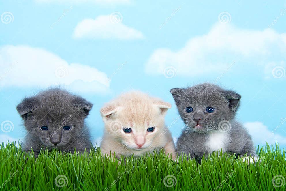 Tres Gatitos De Un Mes En Hierba Alta Foto de archivo - Imagen de ... Tres Gatitos De Un Mes En Hierba Alta Foto de archivo - Imagen de ...