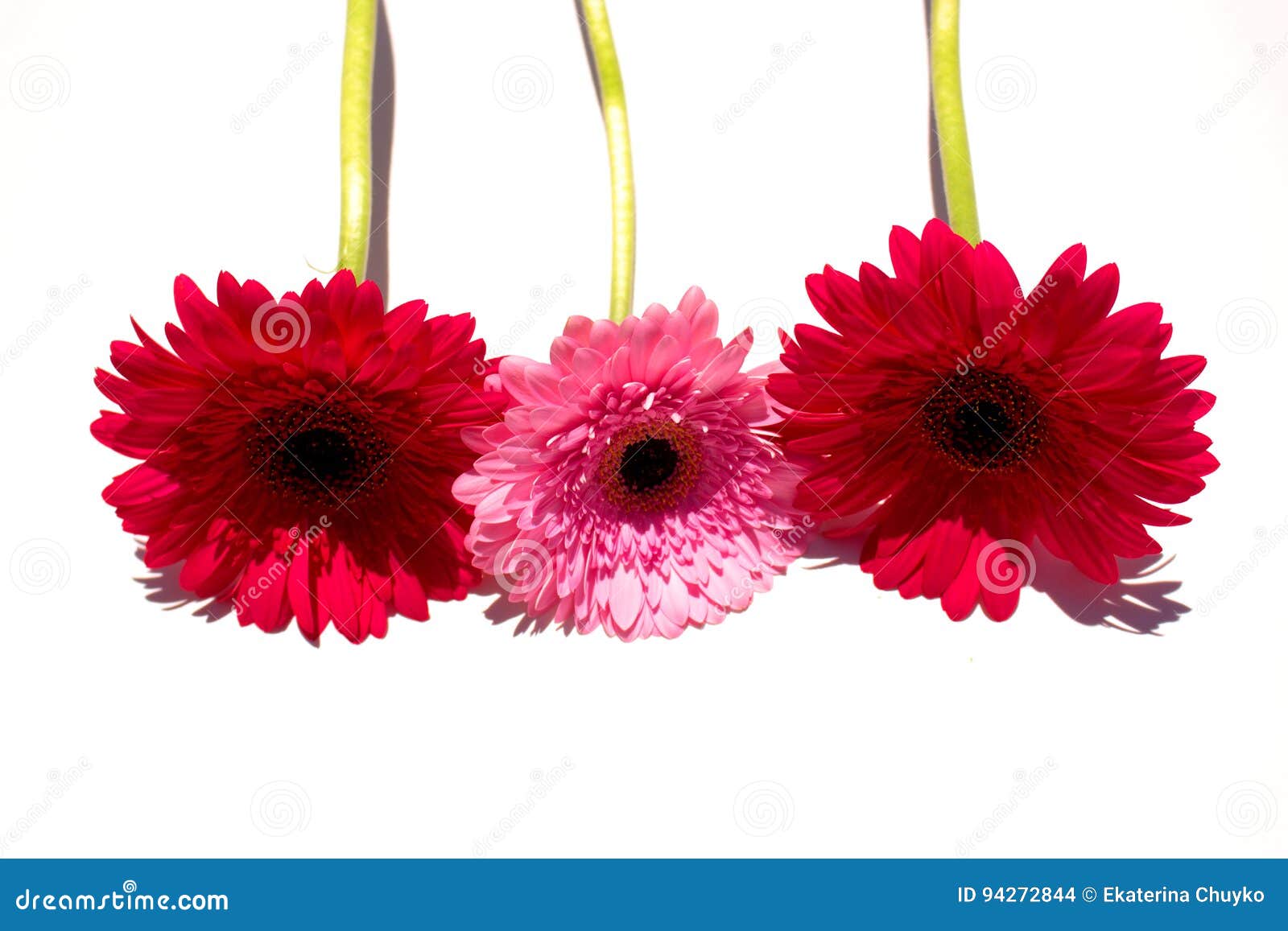 Tres gerbers foto de archivo. Imagen de primer, floral - 94272844