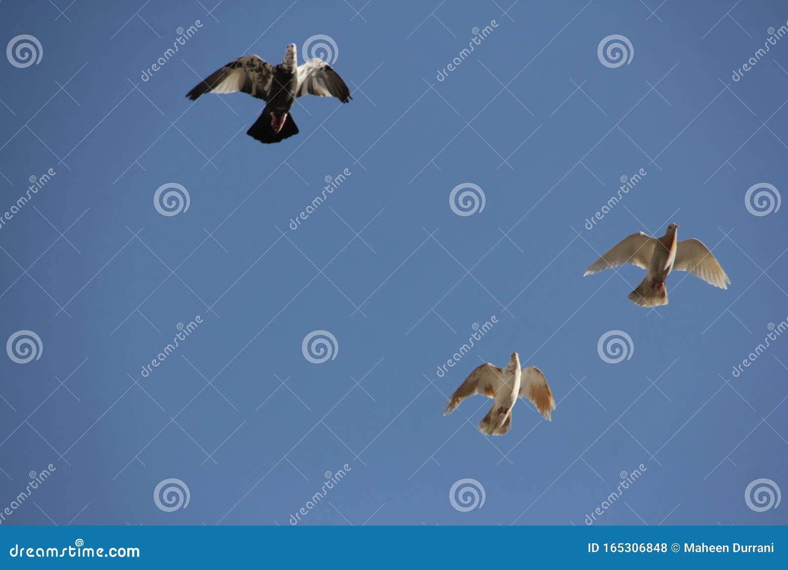 Tres Hermosas Palomas Volando Foto de archivo - Imagen de hermoso ...
