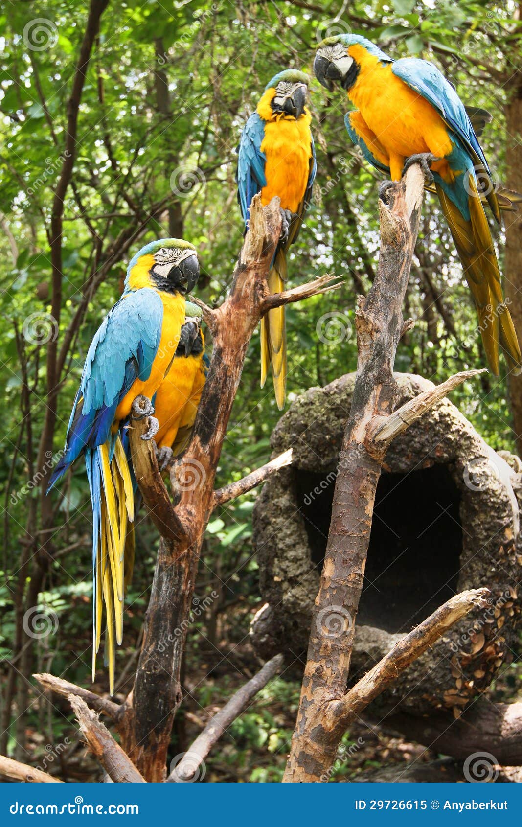 Loros en el bosque imagen de archivo. Imagen de machacar - 29726615