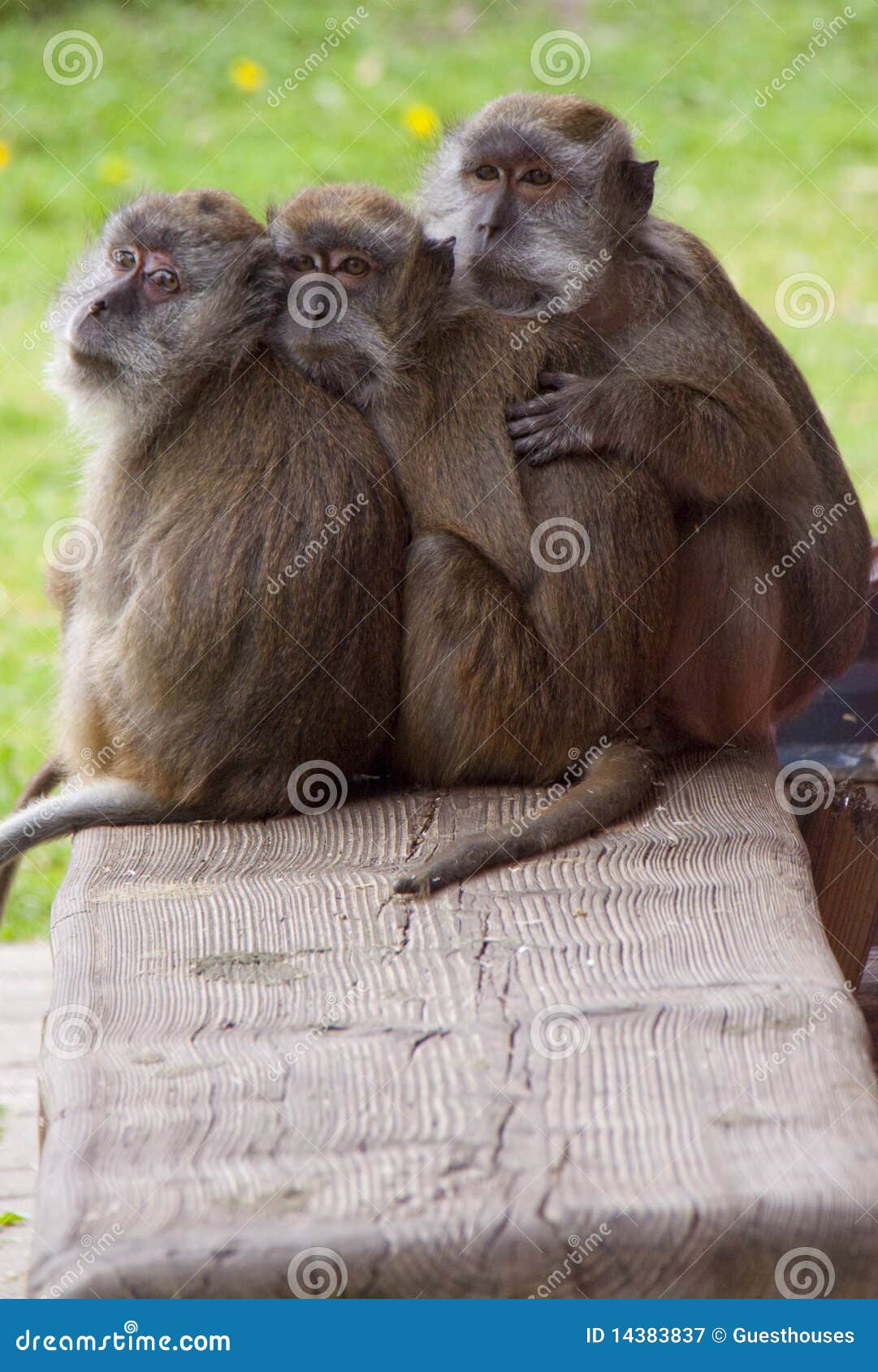 Tres monos de abrazo imagen de archivo. Imagen de asentado - 14383837