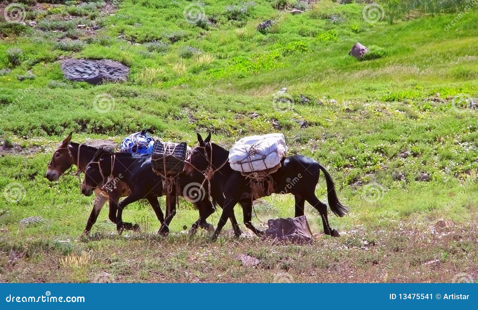 Tres mulas imagen de archivo. Imagen de paisaje, aprovechar - 13475541