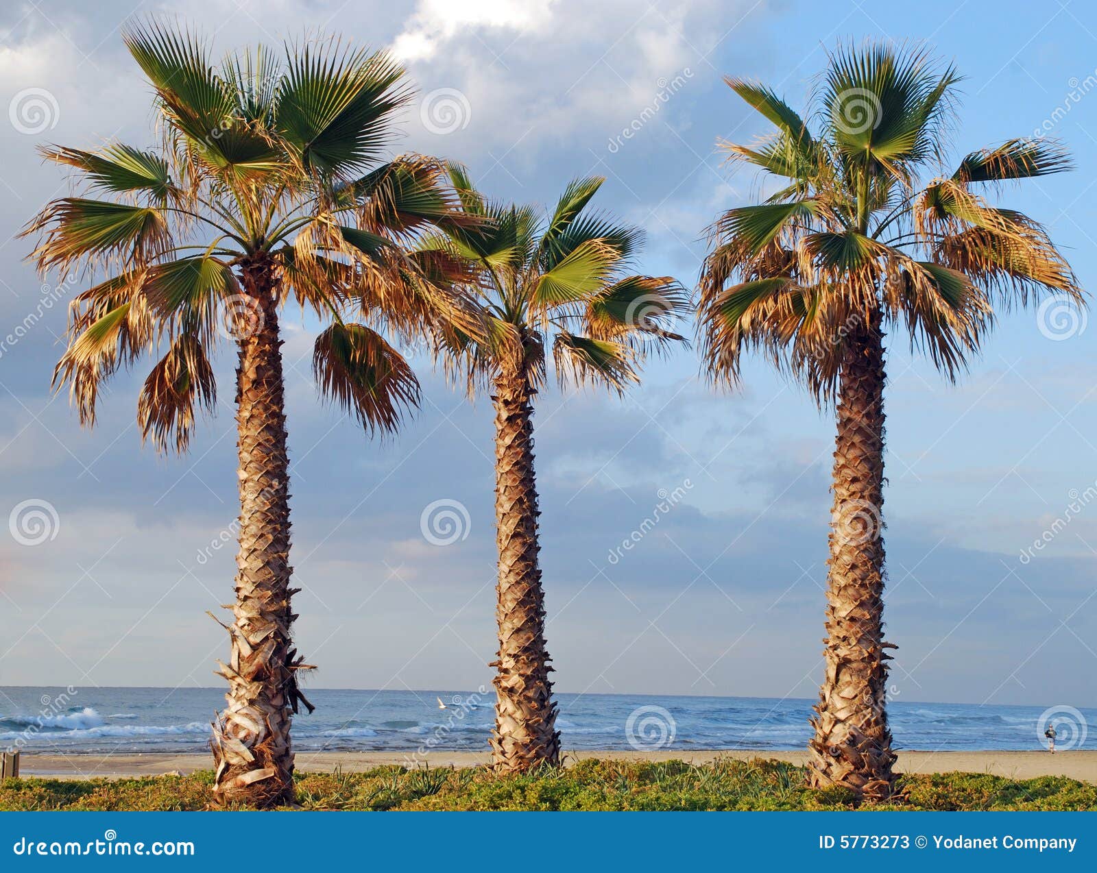 Tres palmas imagen de archivo. Imagen de recurso, palma - 5773273