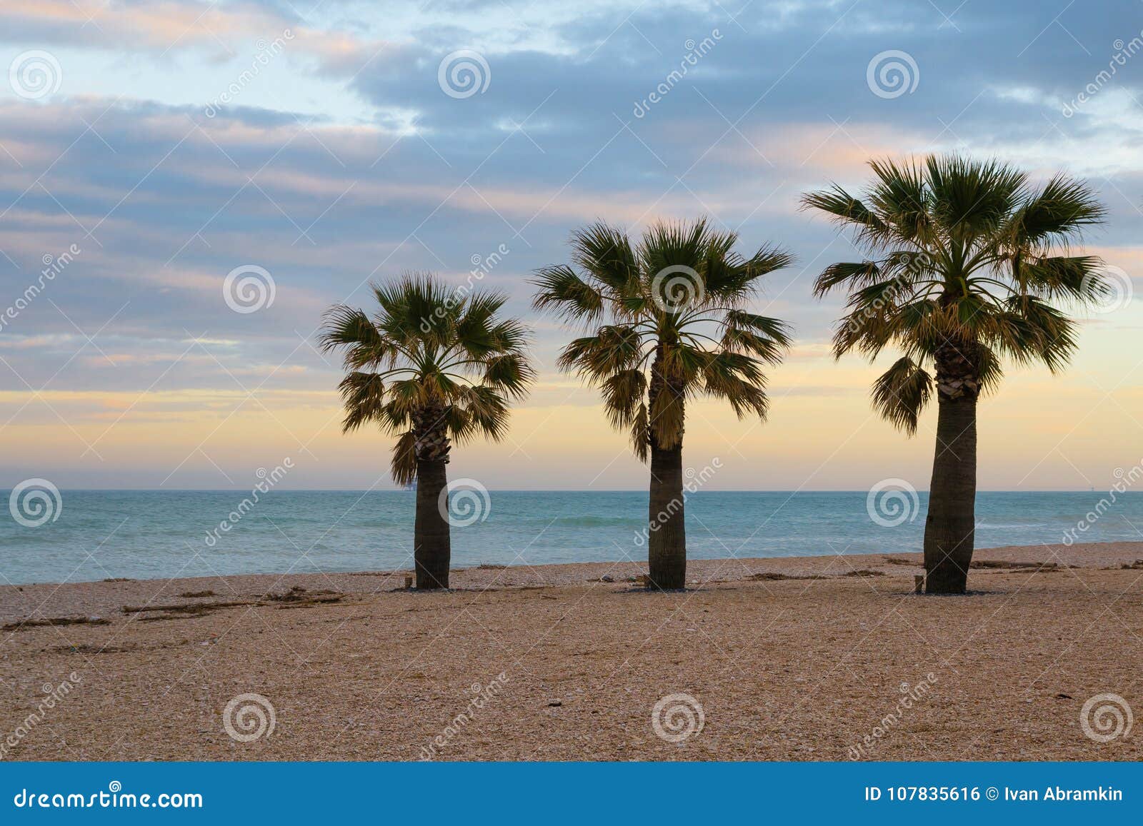 Tres palmas en la playa foto de archivo. Imagen de orilla - 107835616