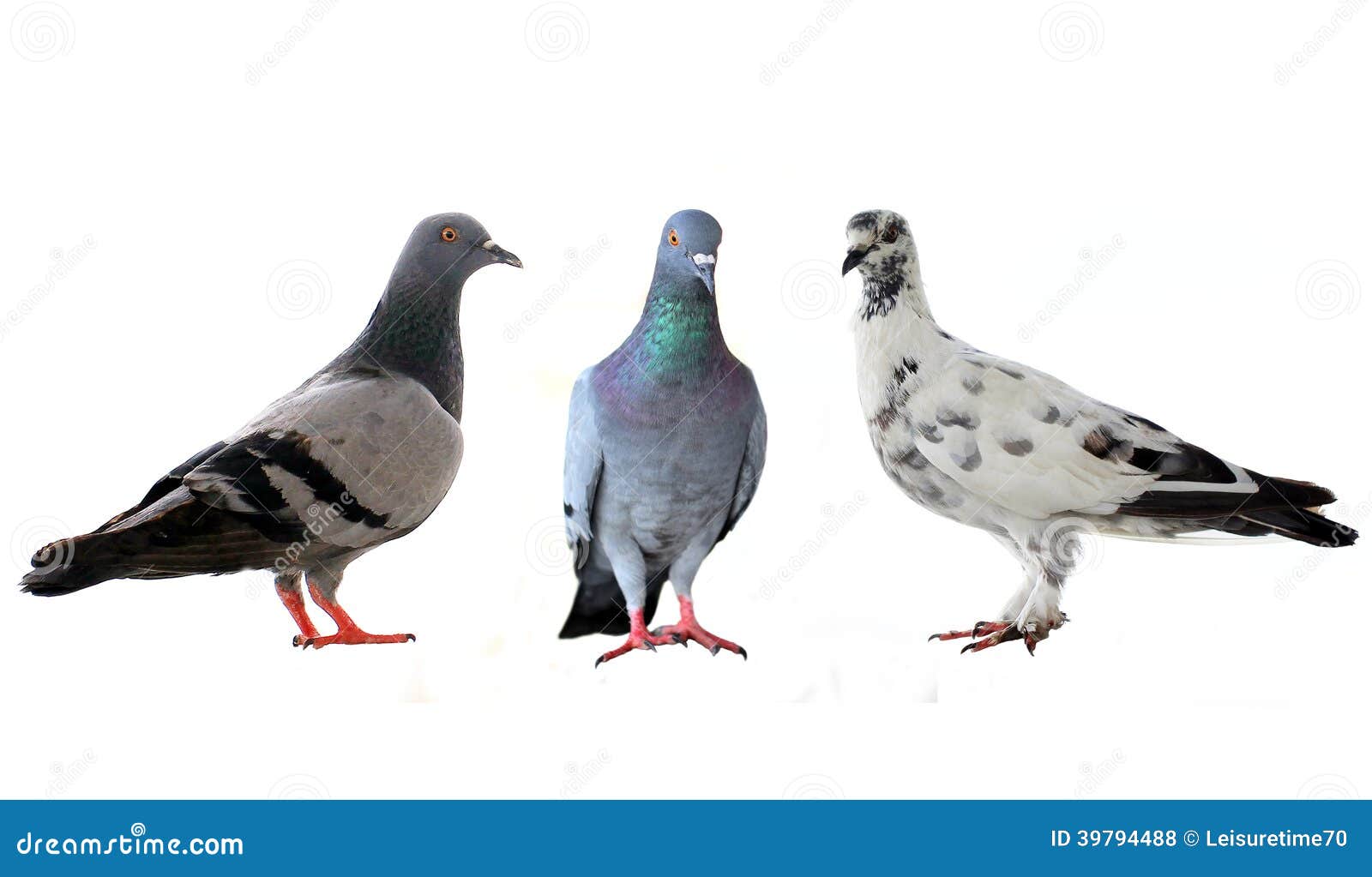 Tres palomas foto de archivo. Imagen de alas, mascotas - 39794488