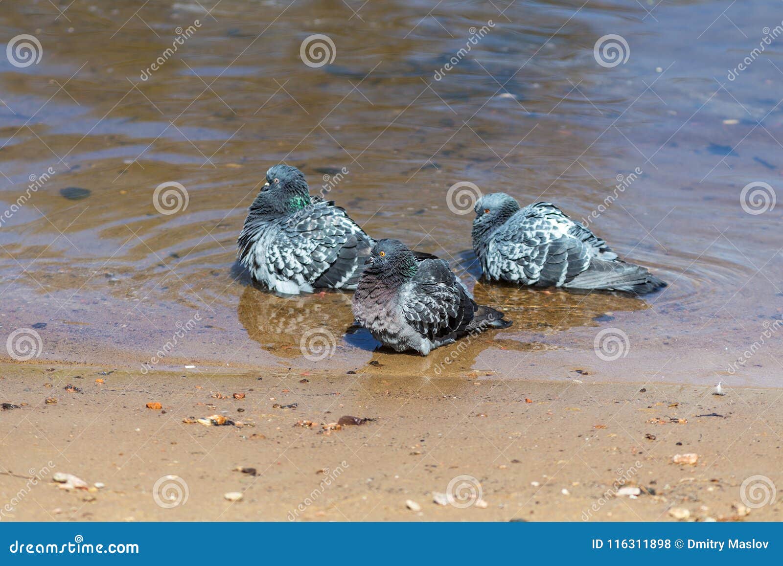 Tres palomas en el agua foto de archivo. Imagen de azul - 116311898