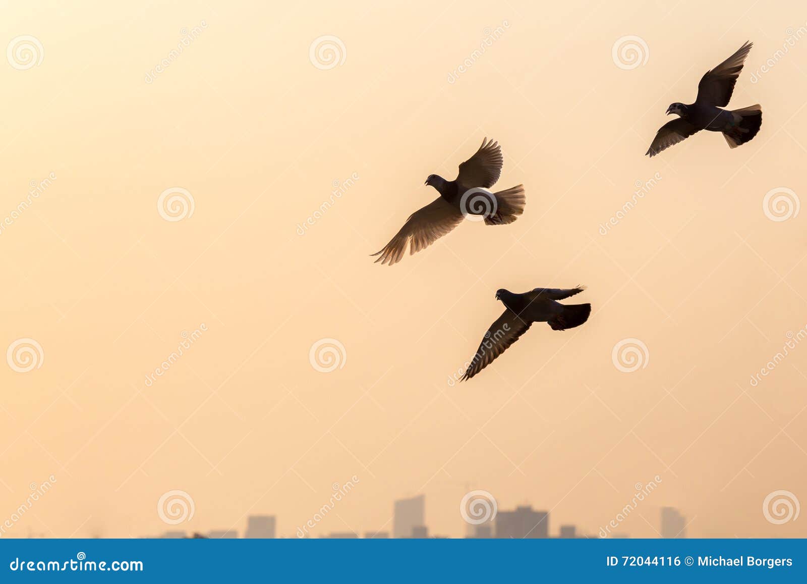 Tres Palomas En El Cielo De La Tarde Foto de archivo - Imagen de sunset ...