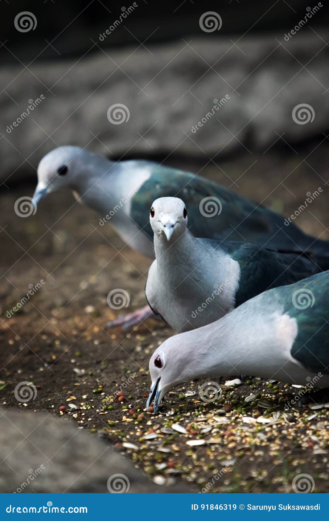 Tres Palomas Que Comen La Comida Imagen de archivo - Imagen de palomas ...