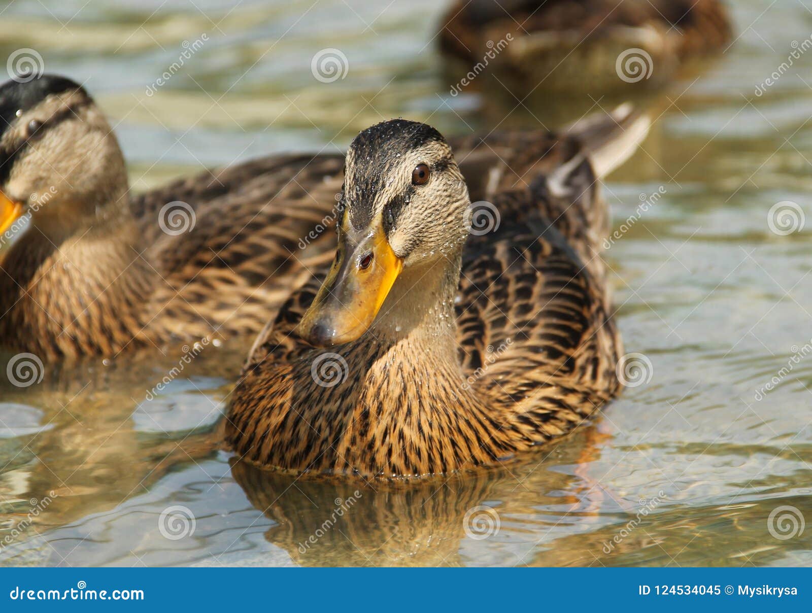 Tres patos imagen de archivo. Imagen de manada, bandada - 124534045