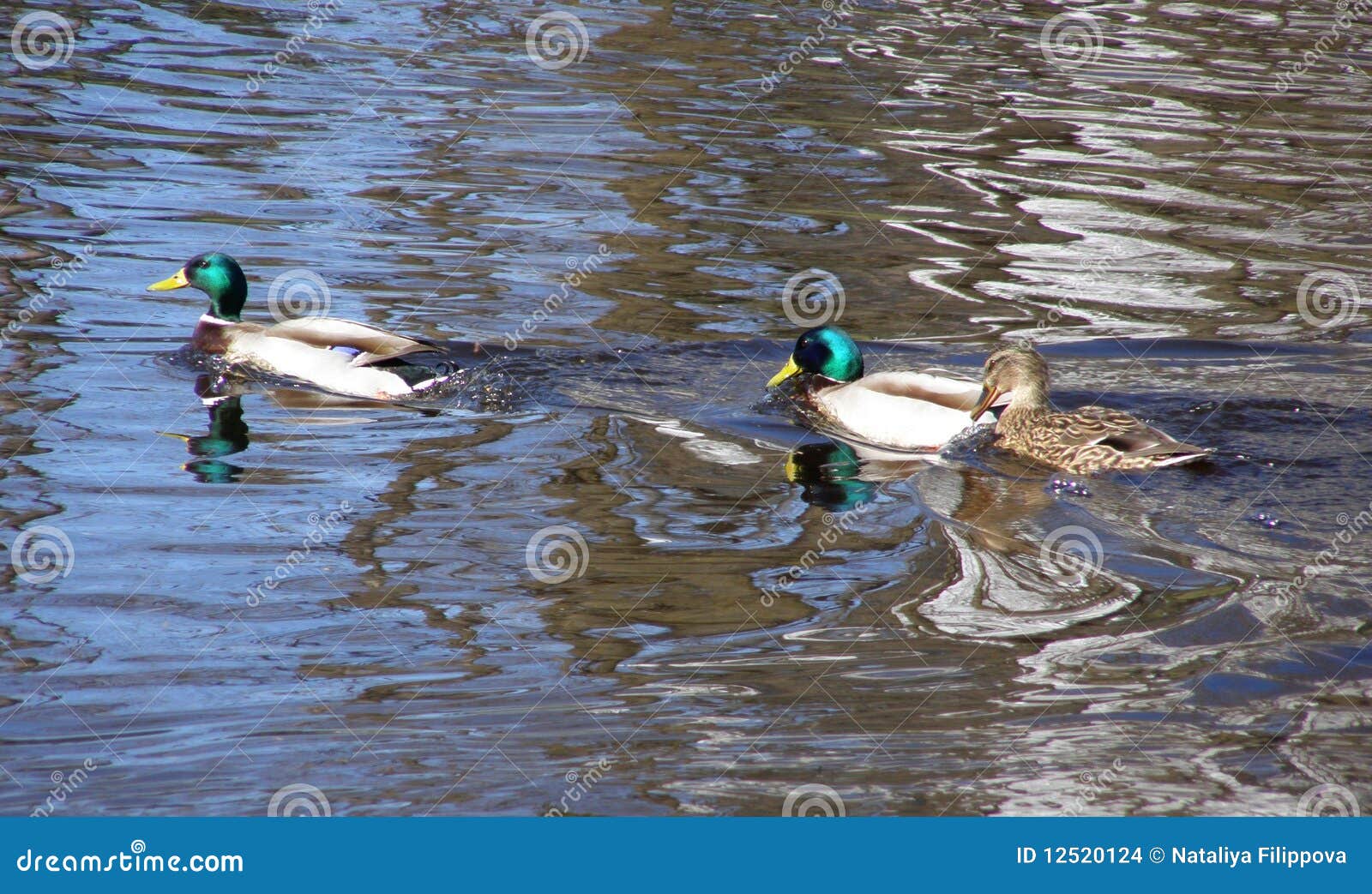 Tres patos foto de archivo. Imagen de escurrirse, superficie - 12520124