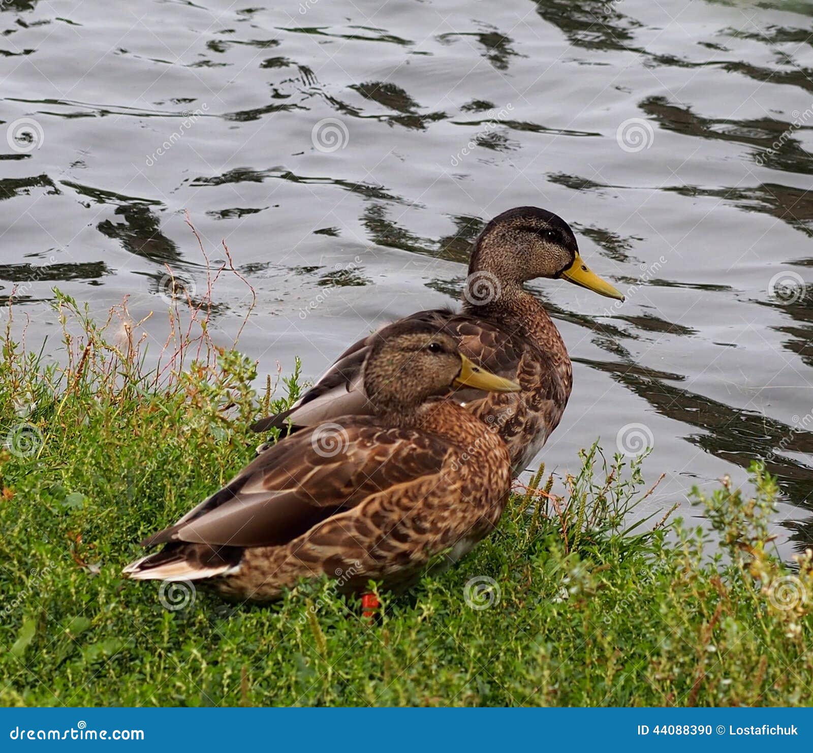Tres patos foto de archivo. Imagen de emigre, plumaje - 44088390