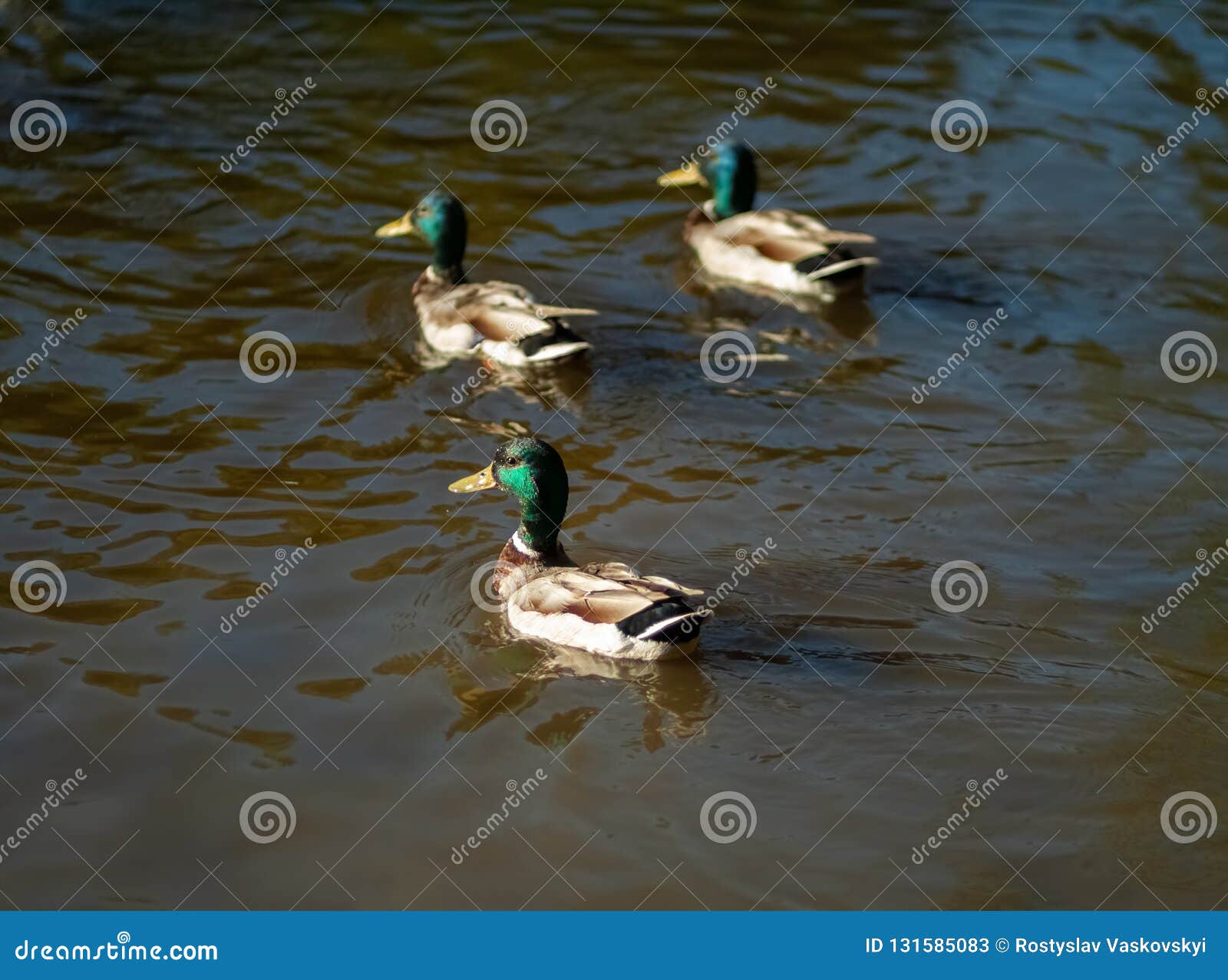 Tres patos del pato macho imagen de archivo. Imagen de resorte - 131585083