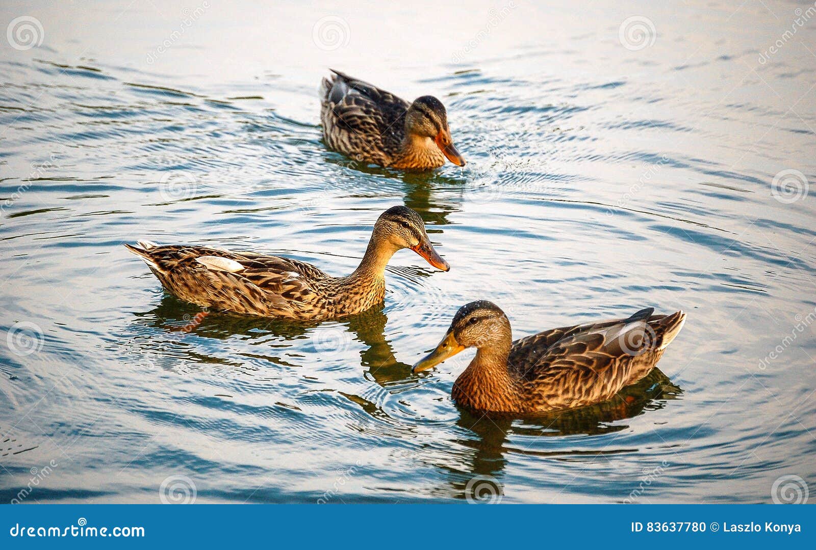 Patos Felices Fotos De Stock - Download 63 Fotos Libres de Derechos