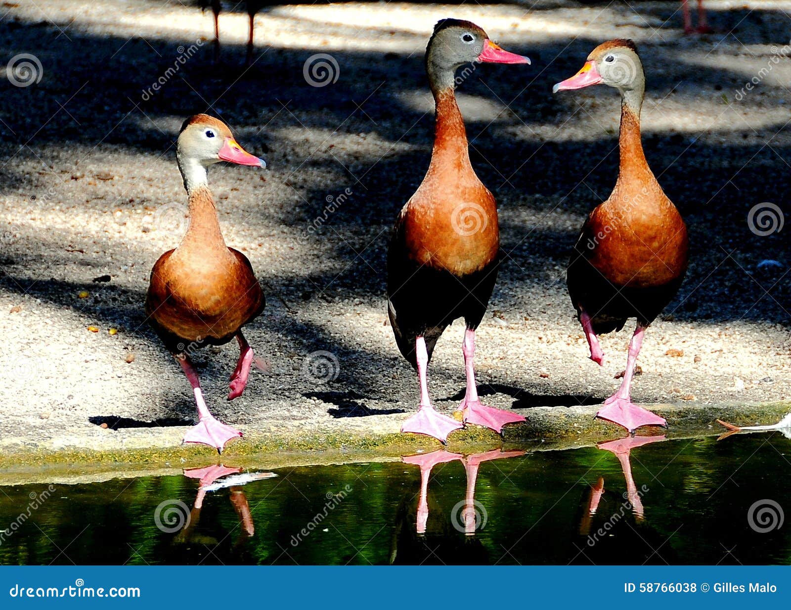 Tres patos que silban foto de archivo. Imagen de cuenta - 58766038