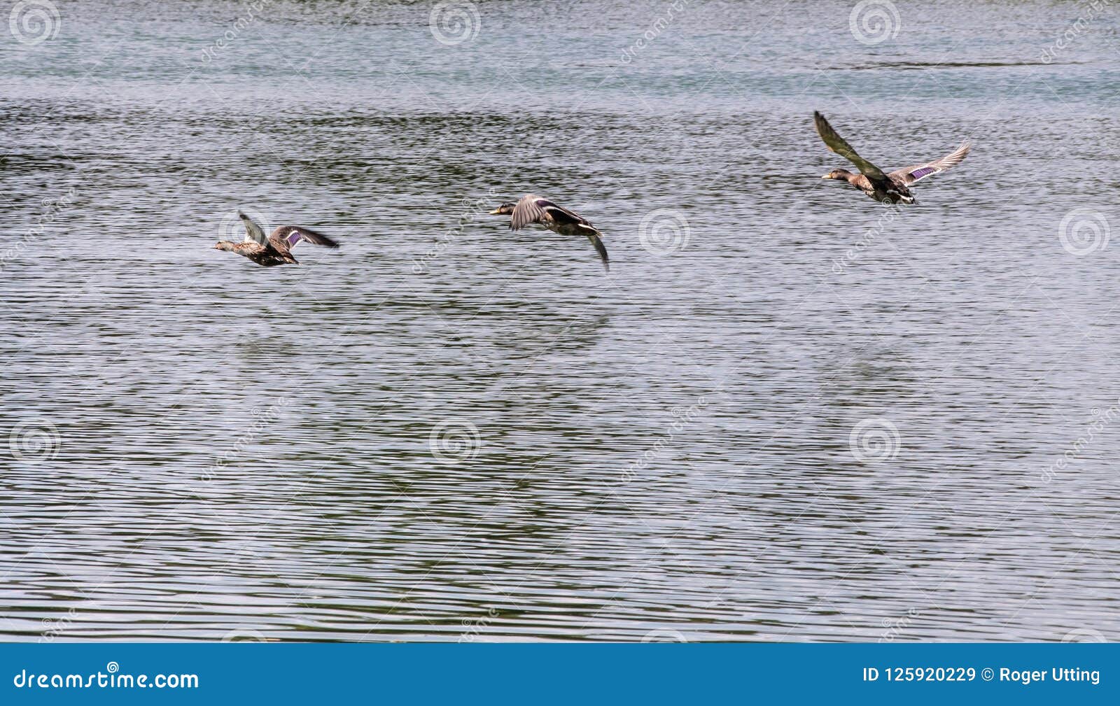 Tres patos que vuelan imagen de archivo. Imagen de rebuzno - 125920229