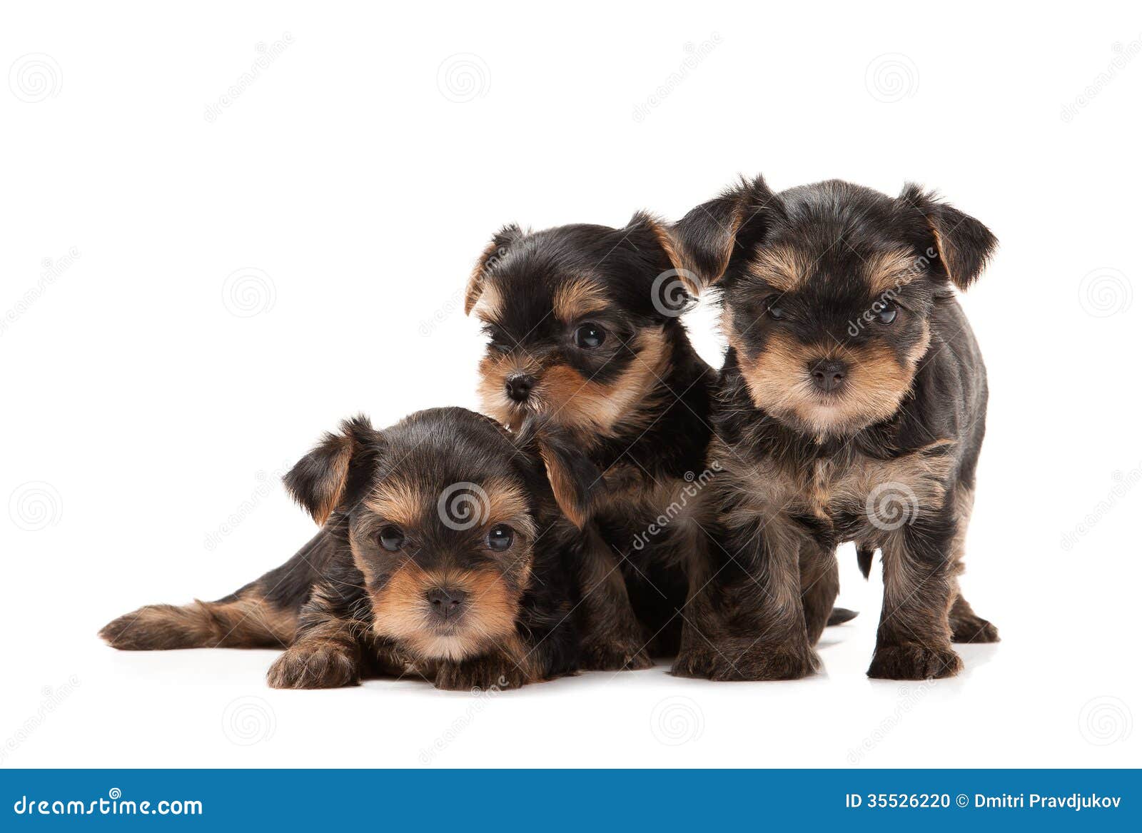 Tres Perritos Del Yorkshire Terrier Foto de archivo - Imagen de ...