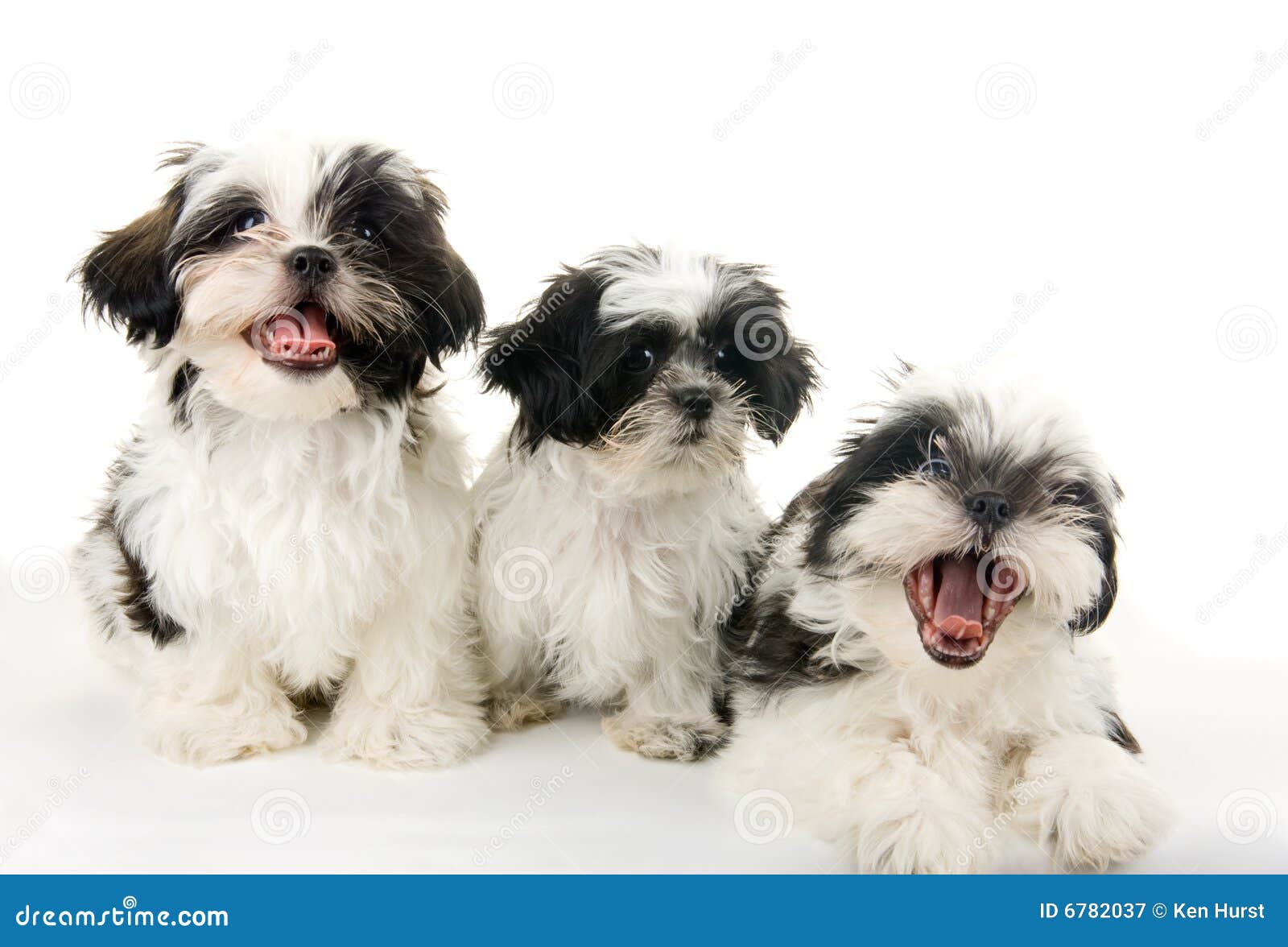 Tres perritos felices imagen de archivo. Imagen de peludo - 6782037