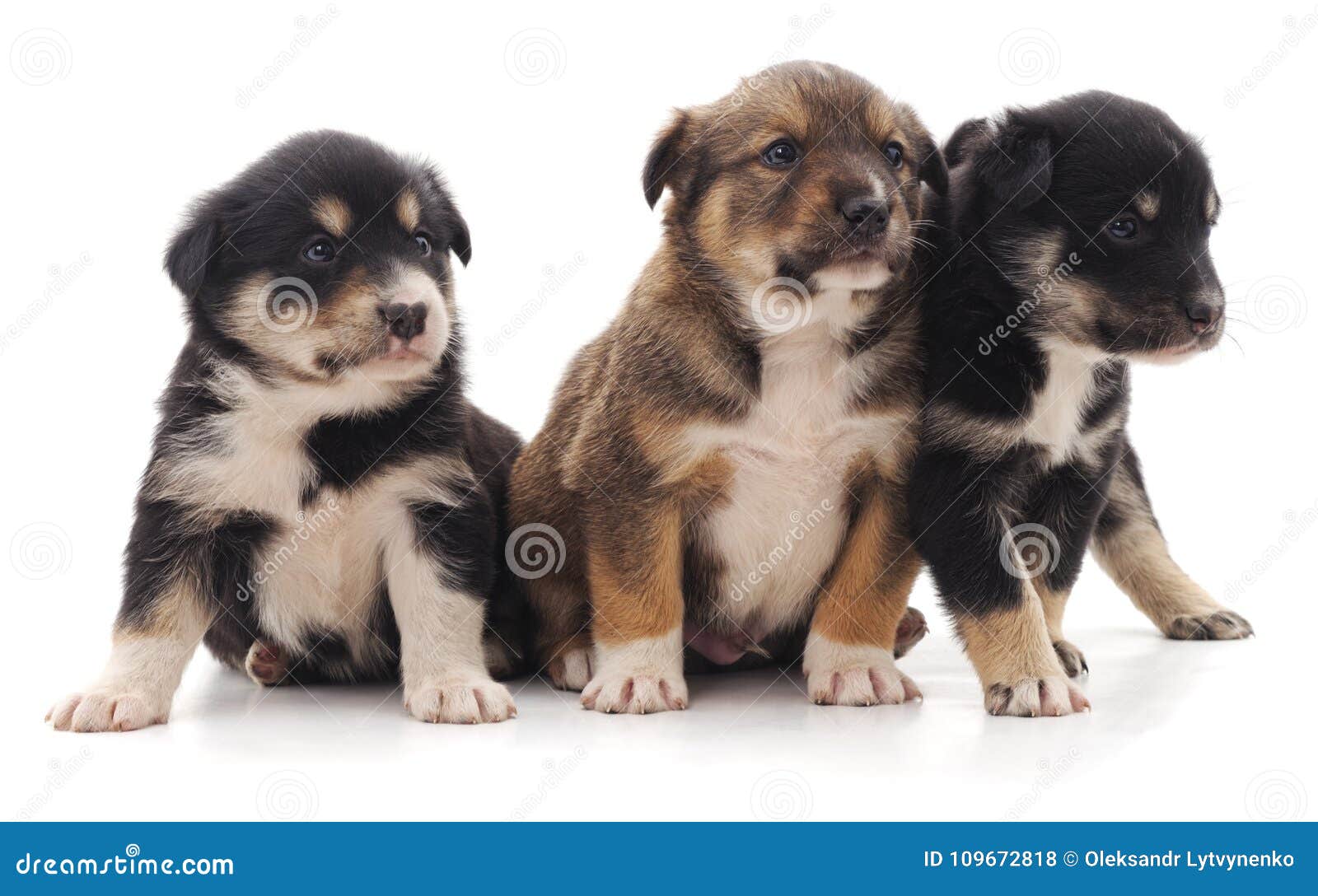 Tres perritos hermosos foto de archivo. Imagen de blanco - 109672818