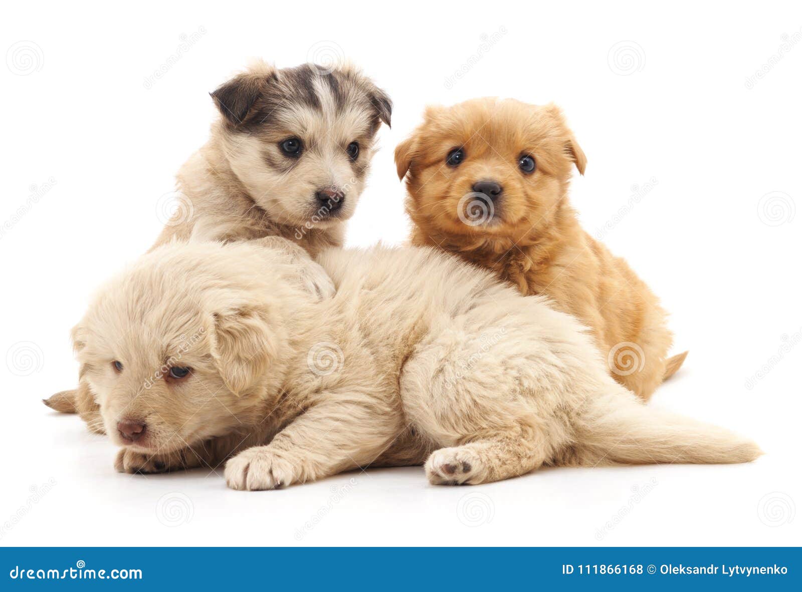 Tres perritos hermosos foto de archivo. Imagen de blanco - 111866168