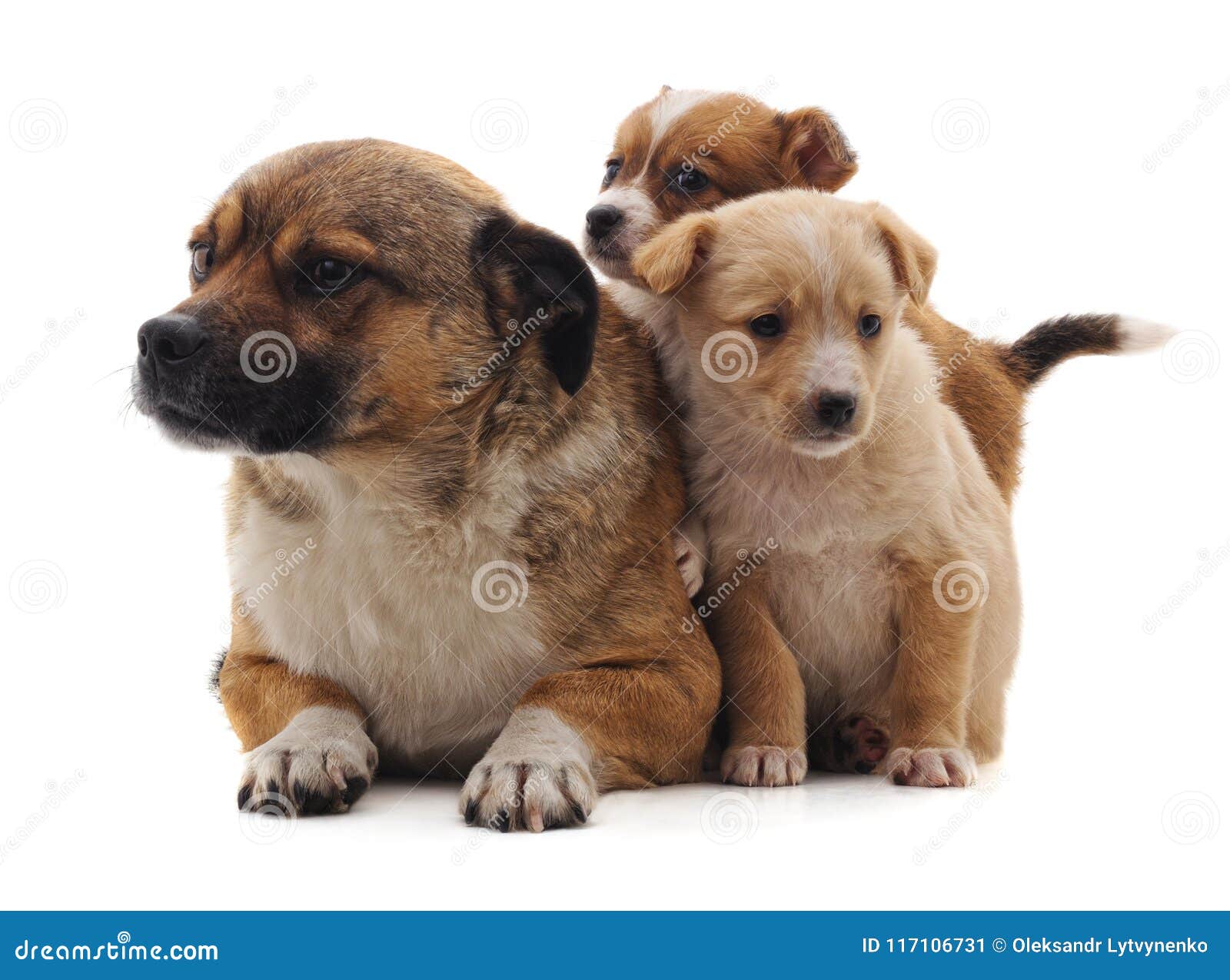 Tres perritos hermosos imagen de archivo. Imagen de mullido - 117106731