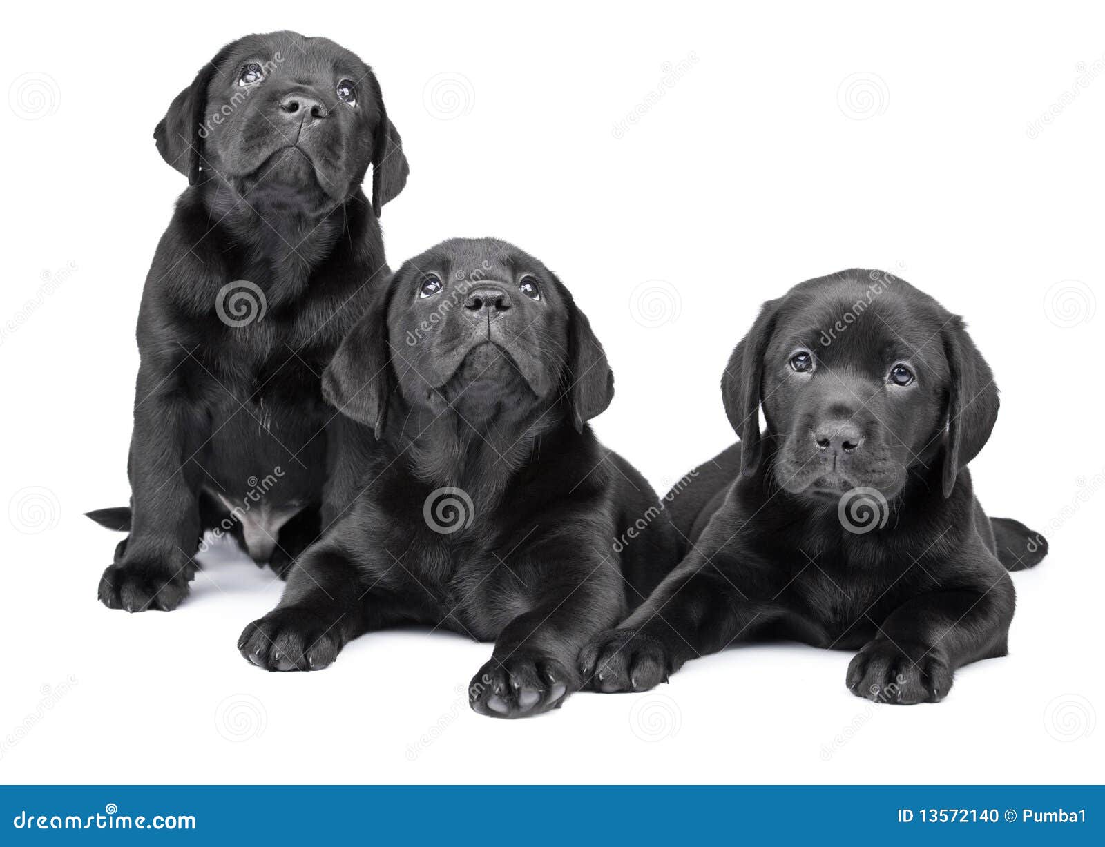 Tres Perritos Negros De Labrador Foto de archivo - Imagen de mirada ...
