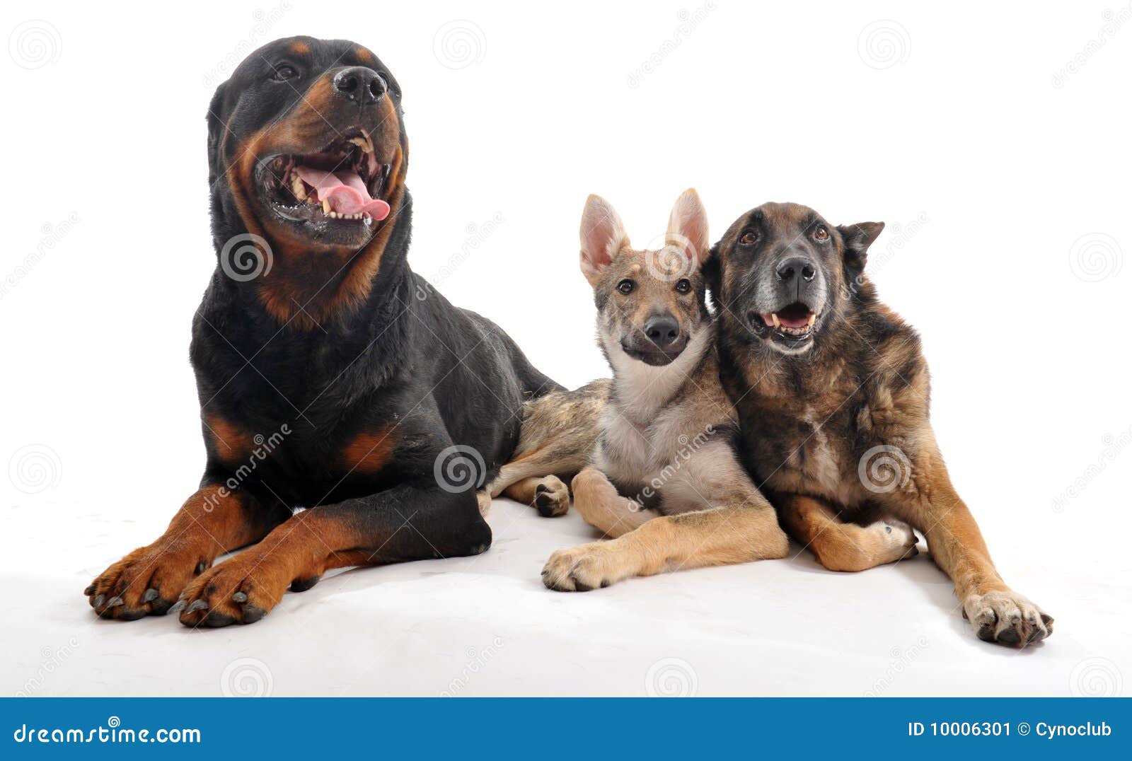 Tres perros imagen de archivo. Imagen de lobo, pastor - 10006301