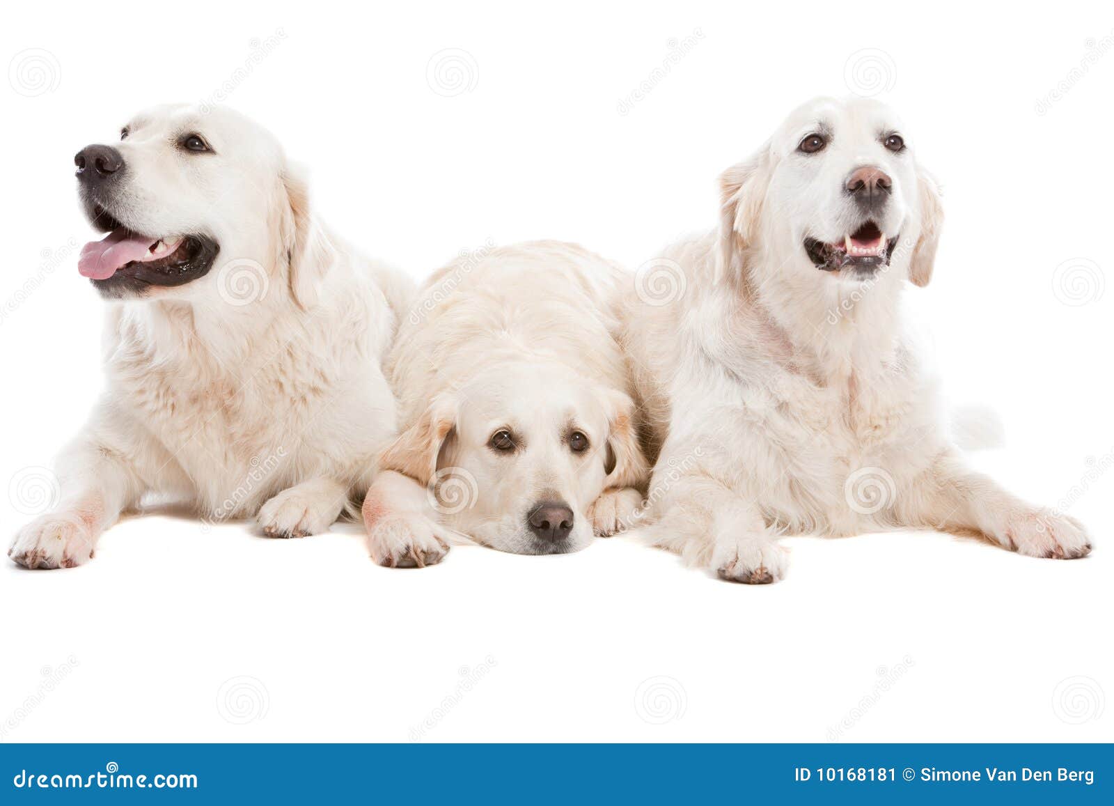 Tres perros imagen de archivo. Imagen de lindo, junto - 10168181