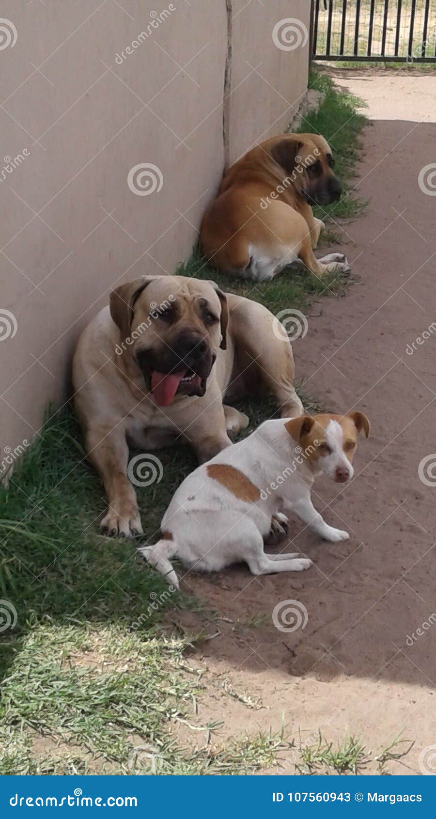 Tres perros imagen de archivo. Imagen de cortina, russel - 107560943