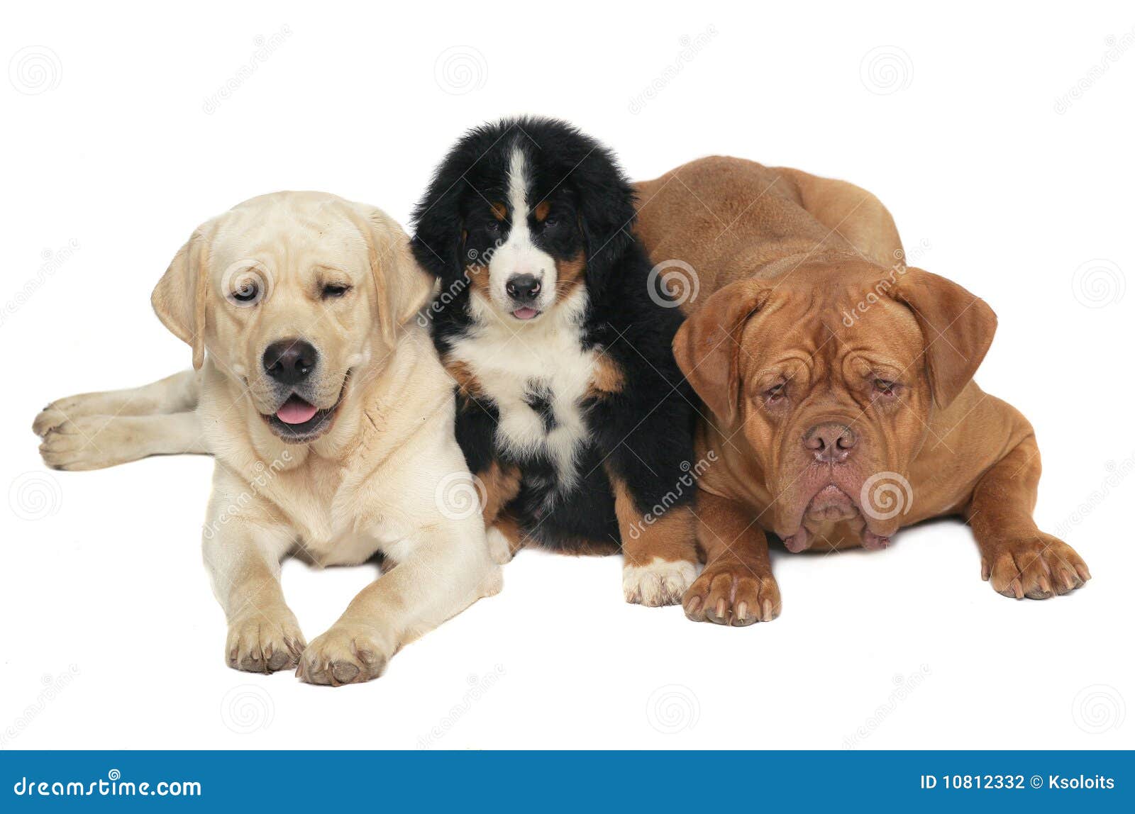 Tres perros. foto de archivo. Imagen de perrito, bernés - 10812332