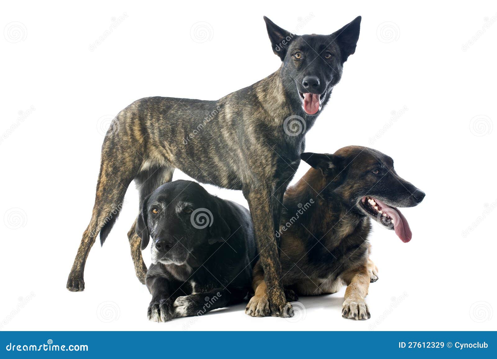 Tres perros imagen de archivo. Imagen de animal, grande - 27612329