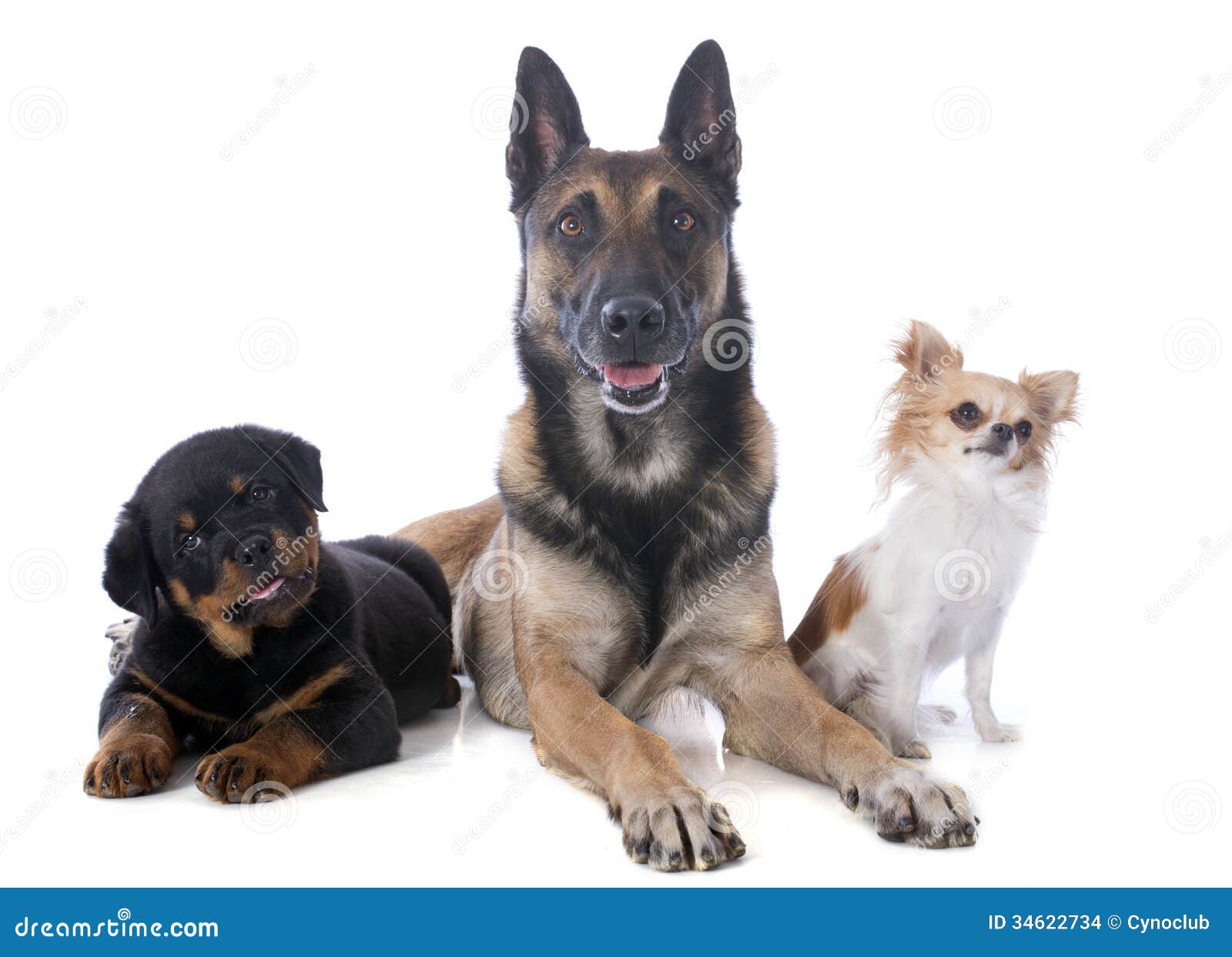 Tres perros foto de archivo. Imagen de pastor, abajo - 34622734