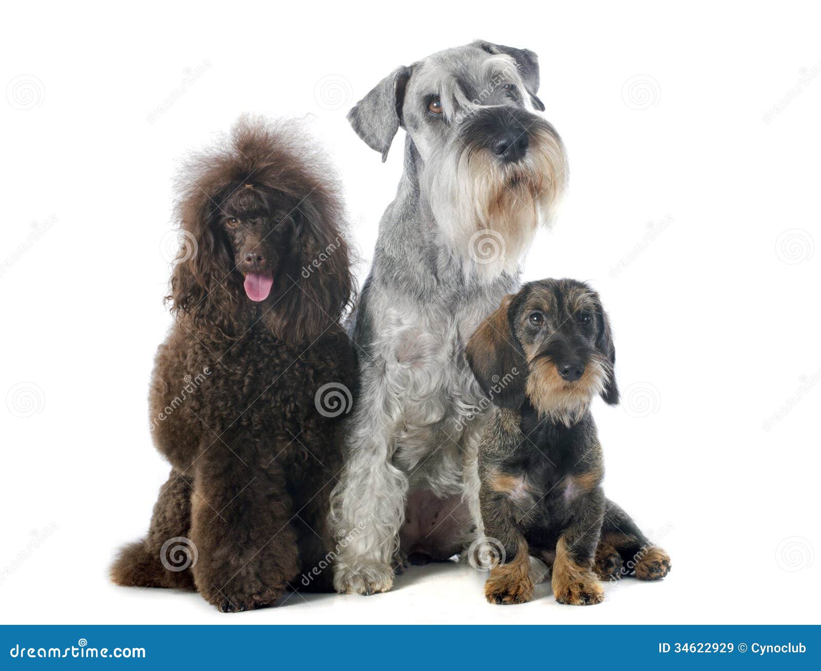 Tres perros imagen de archivo. Imagen de dachshund, pelo - 34622929