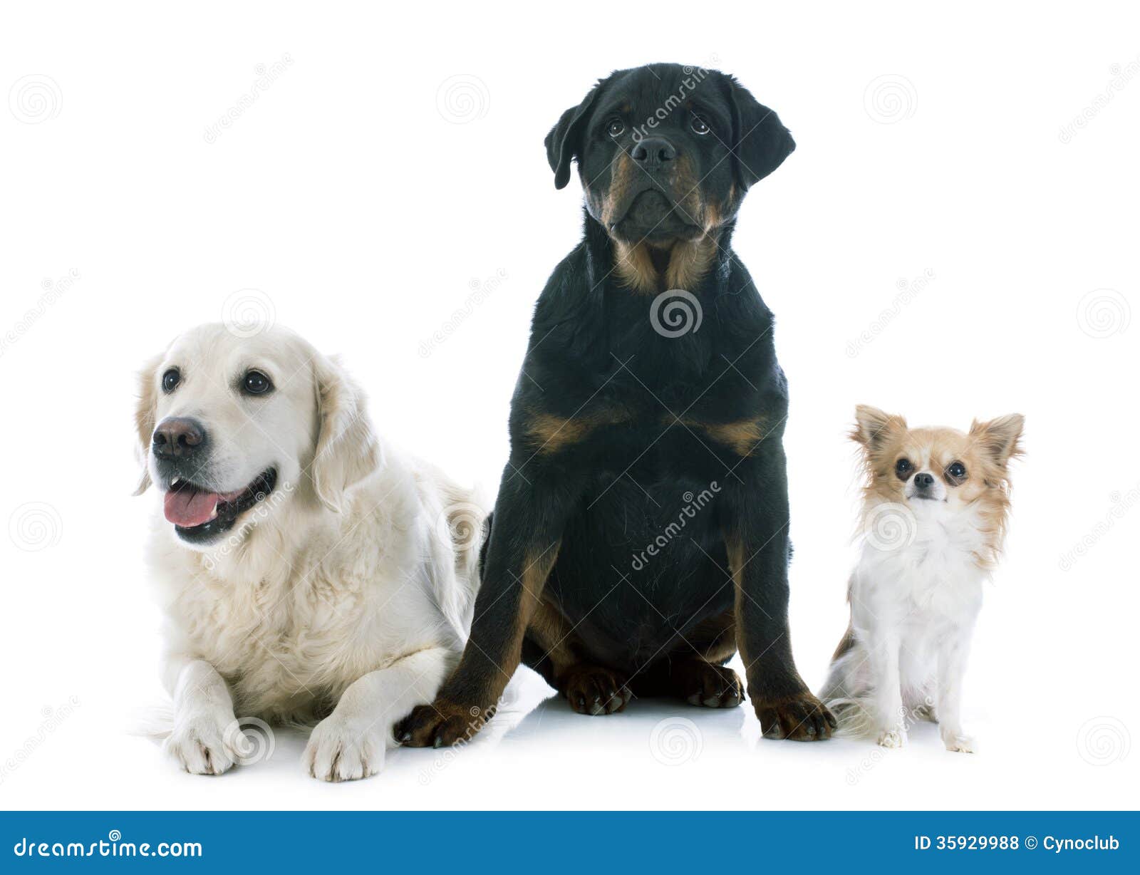 Tres perros foto de archivo. Imagen de perros, estudio - 35929988