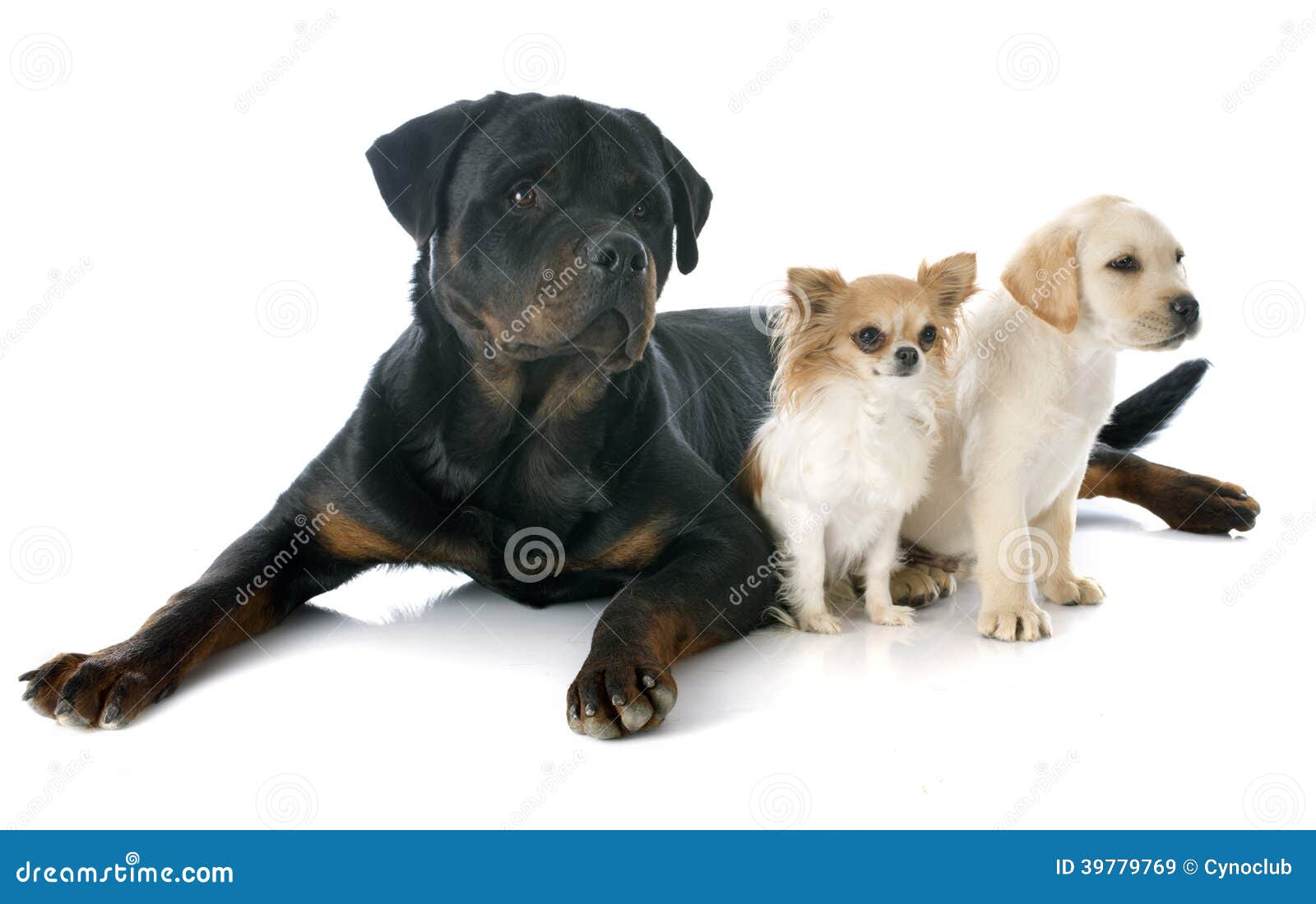 Tres perros imagen de archivo. Imagen de perro, purebred - 39779769