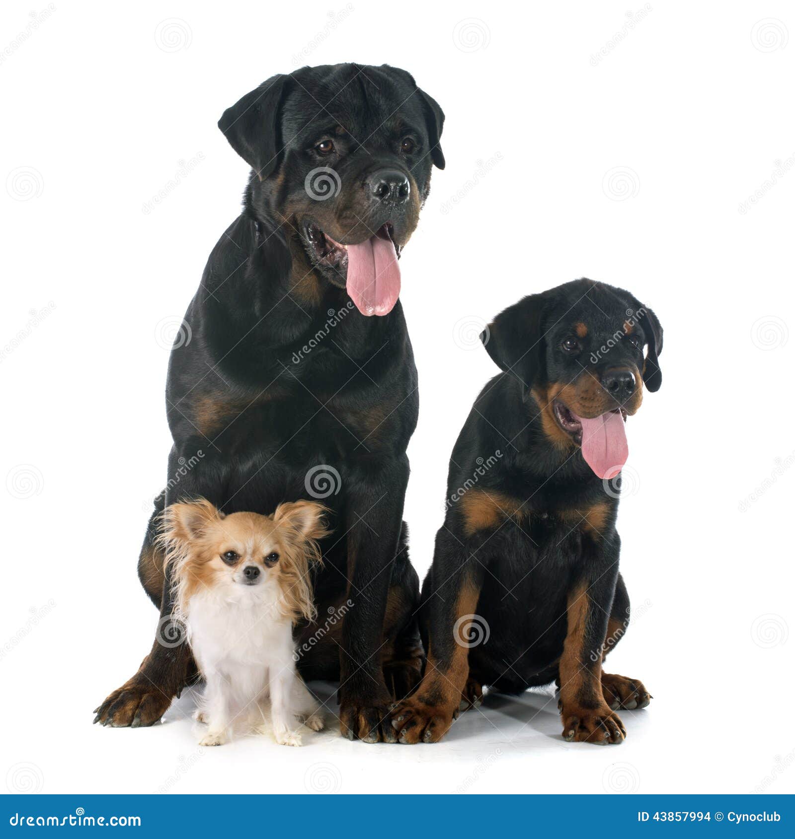 Tres perros foto de archivo. Imagen de estudio, animal - 43857994