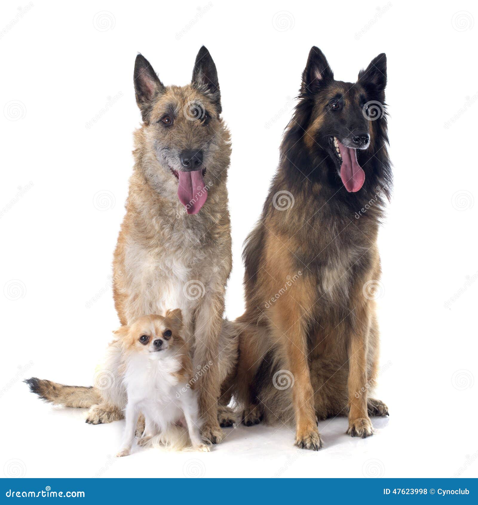 Tres perros foto de archivo. Imagen de fondo, aislado - 47623998