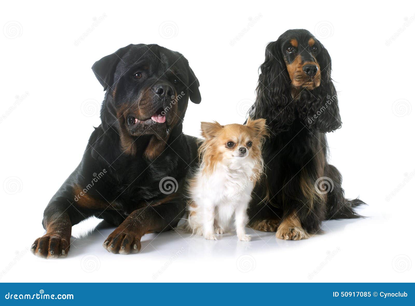 Tres perros imagen de archivo. Imagen de inglés, protector - 50917085
