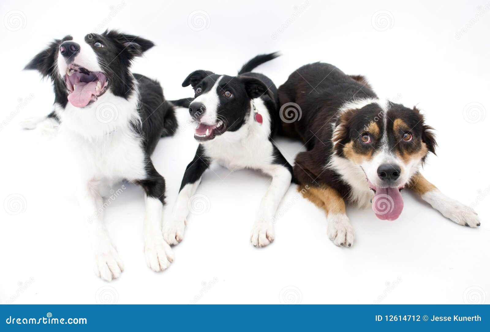 Tres perros aislados foto de archivo. Imagen de frontera - 12614712