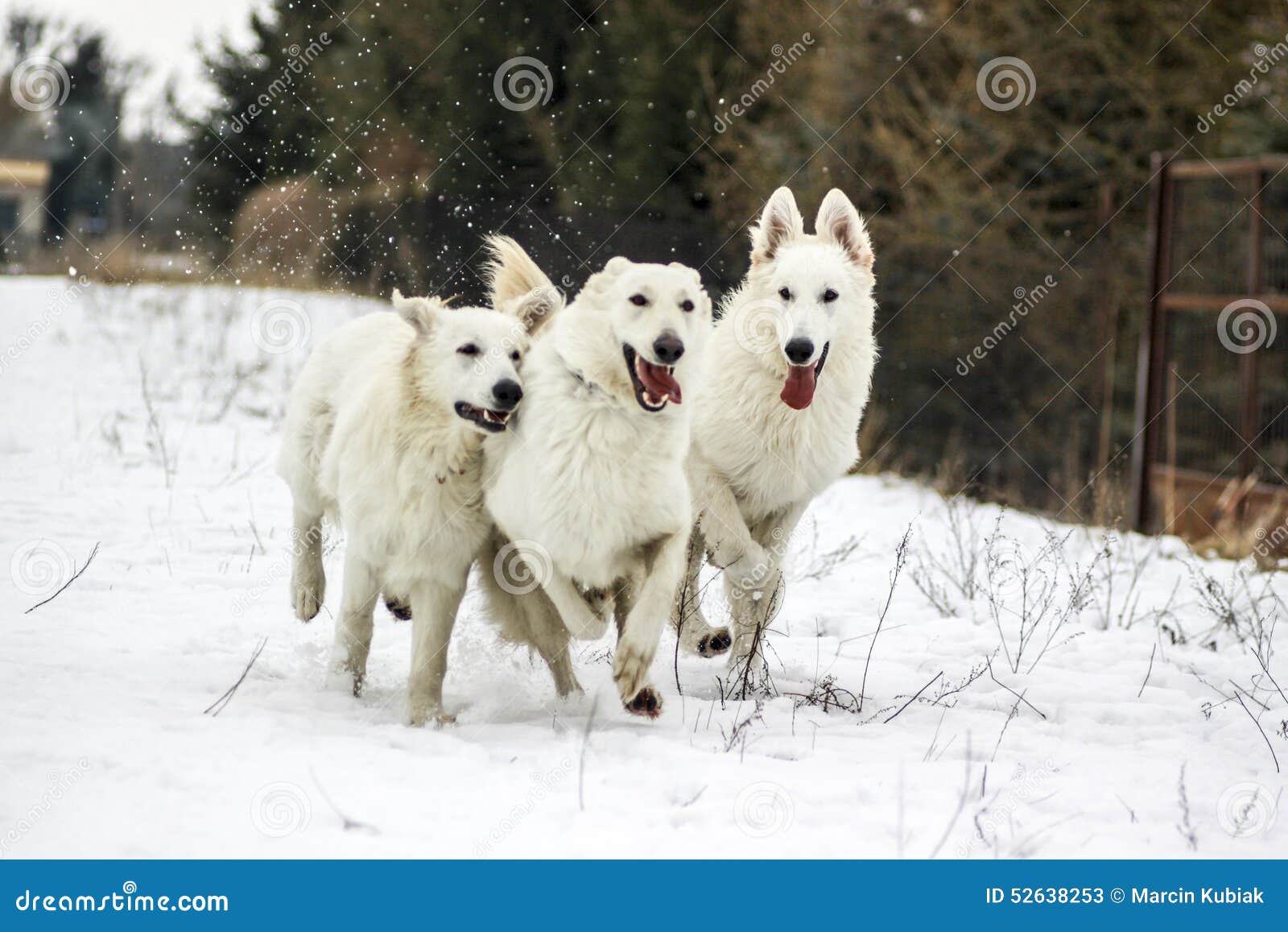 Tres perros corrientes imagen de archivo. Imagen de mascotas - 52638253