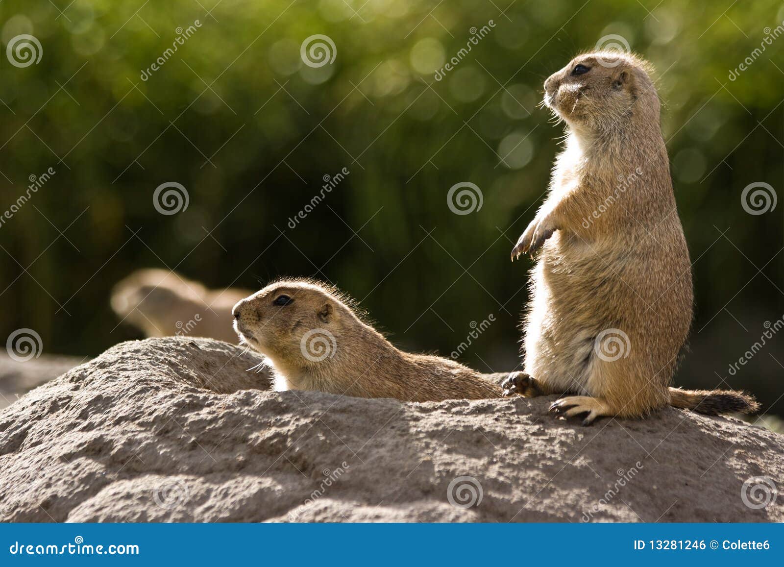 Tres Perros De Pradera En La Madriguera Foto de archivo - Imagen de ...