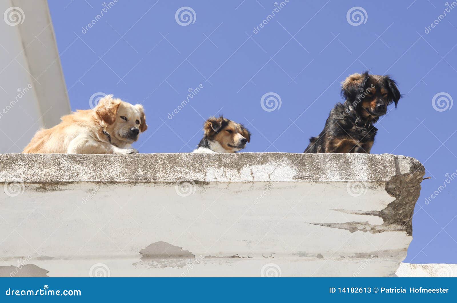Tres perros en la azotea imagen de archivo. Imagen de blanco - 14182613