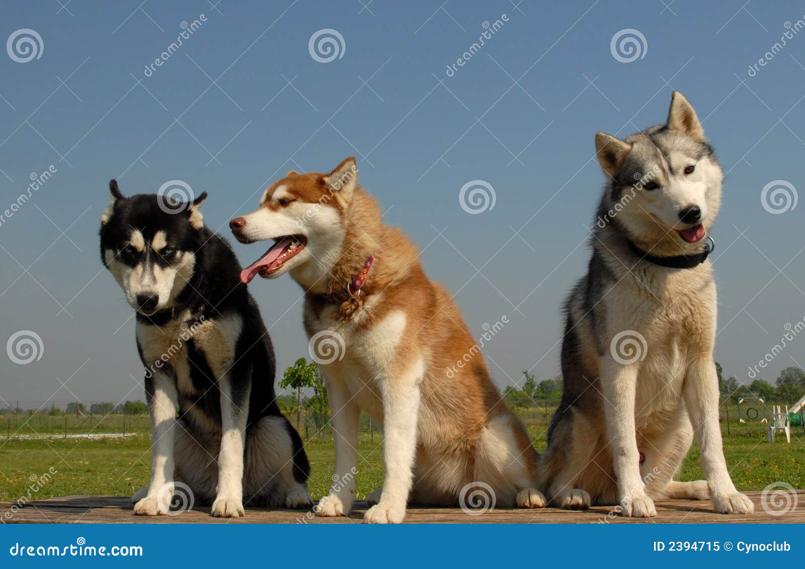 Son Perros Esquimales Mezclados Con Lobos